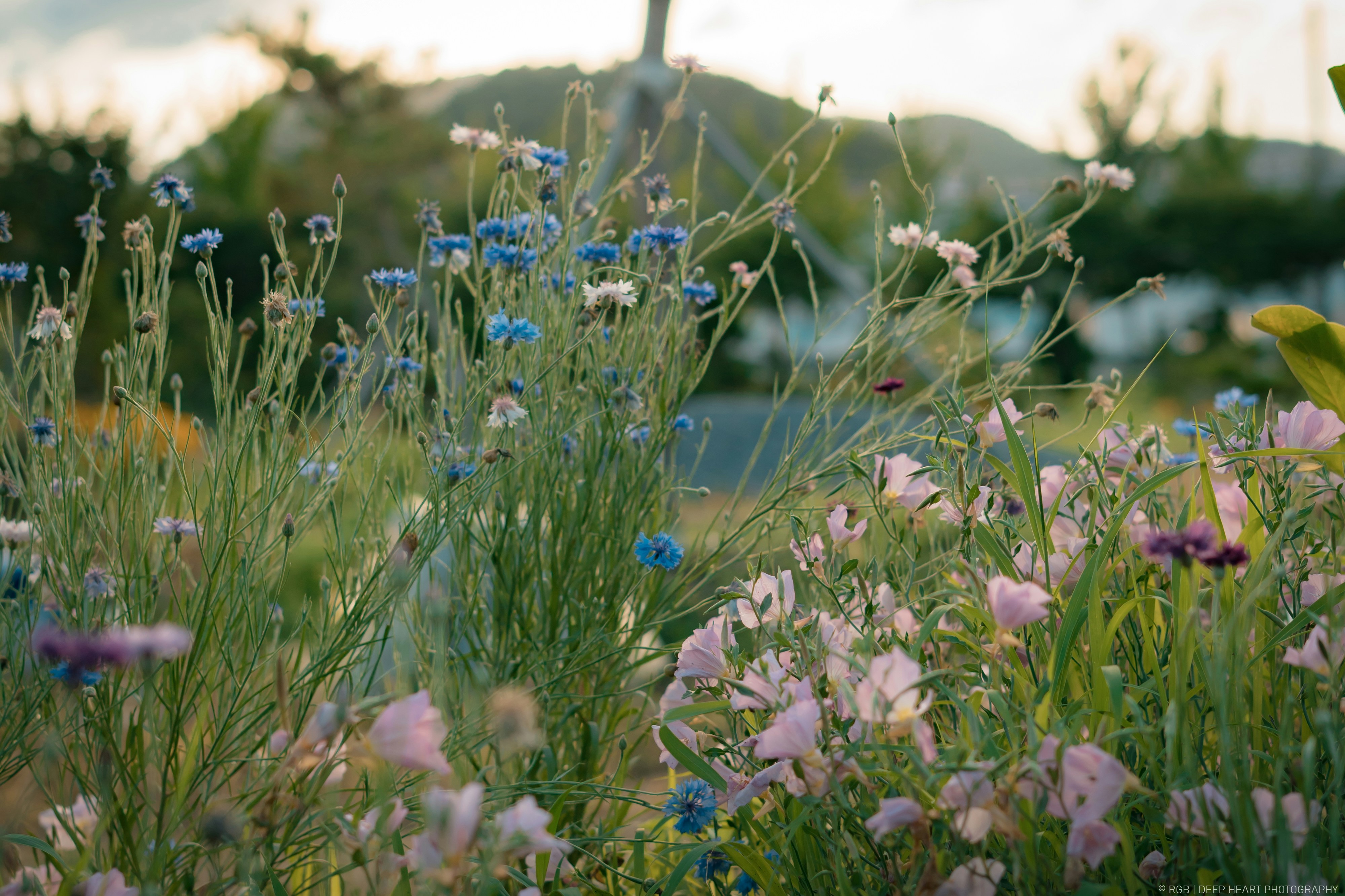 a field of flowers