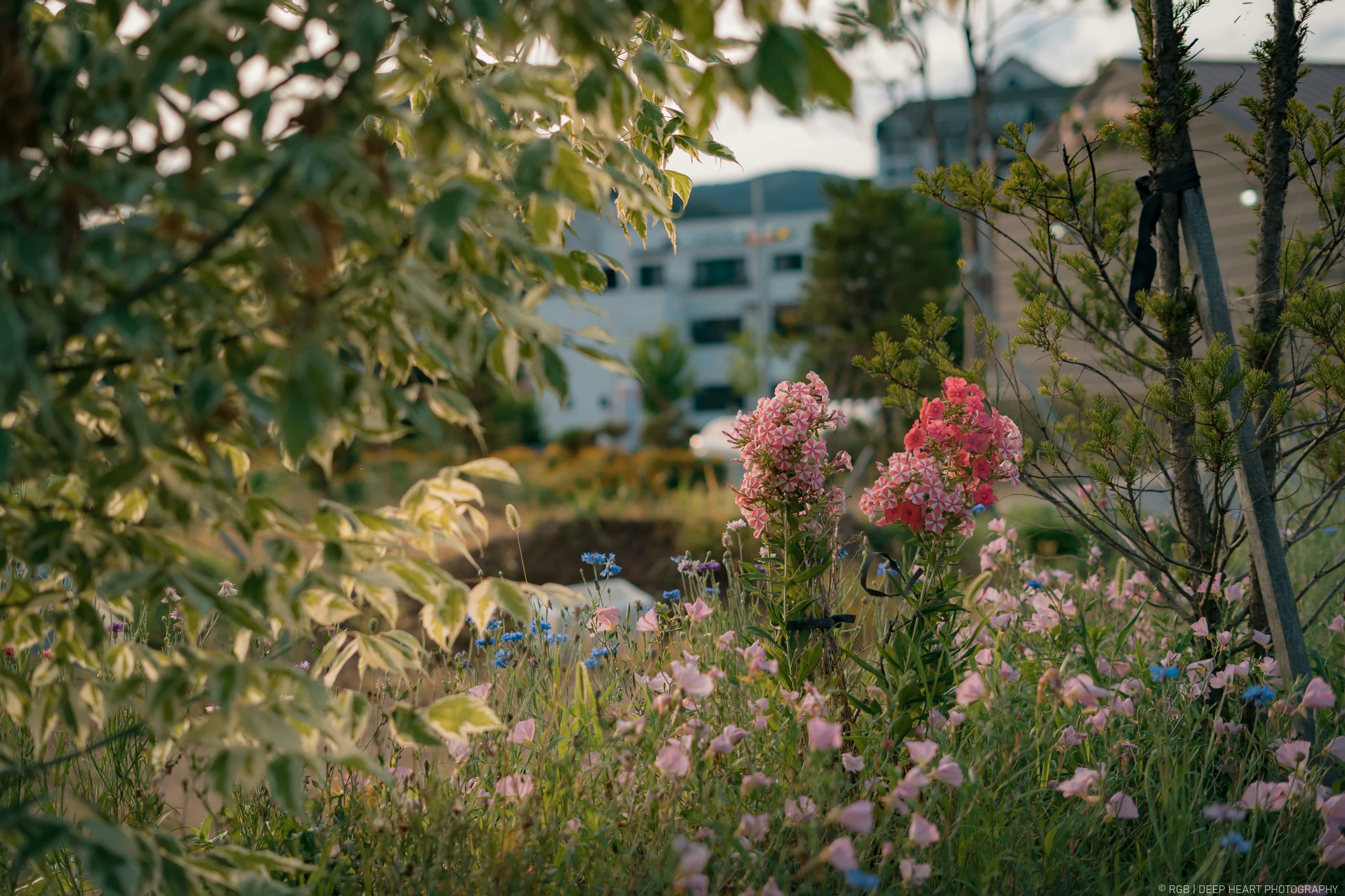 Pink Blooms Framed by Foliage and Campus Architecture