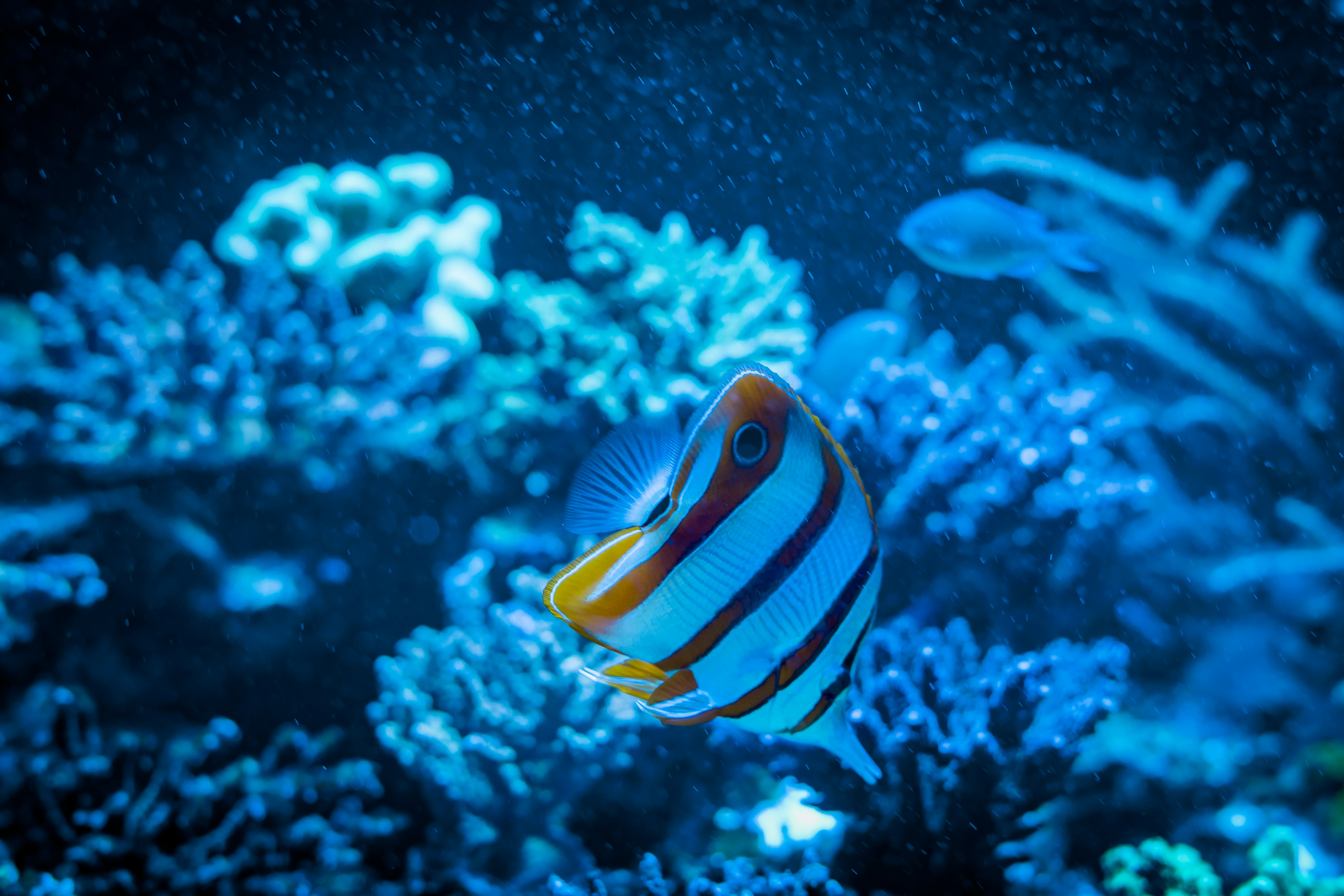 A fish swimming in the water photo – Free Aquarium Image on Unsplash