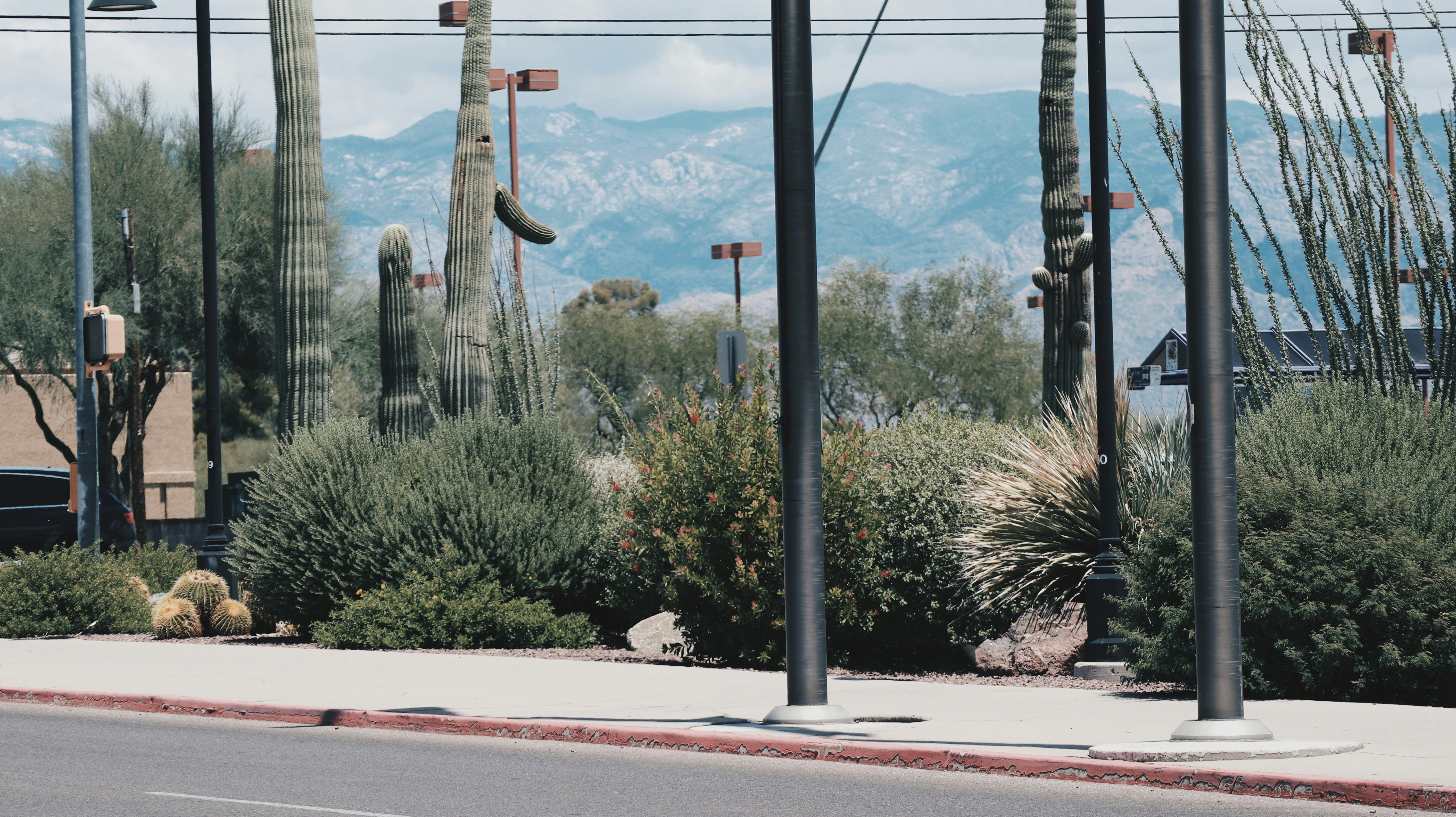 A street with trees and bushes photo – Free Tucson Image on Unsplash