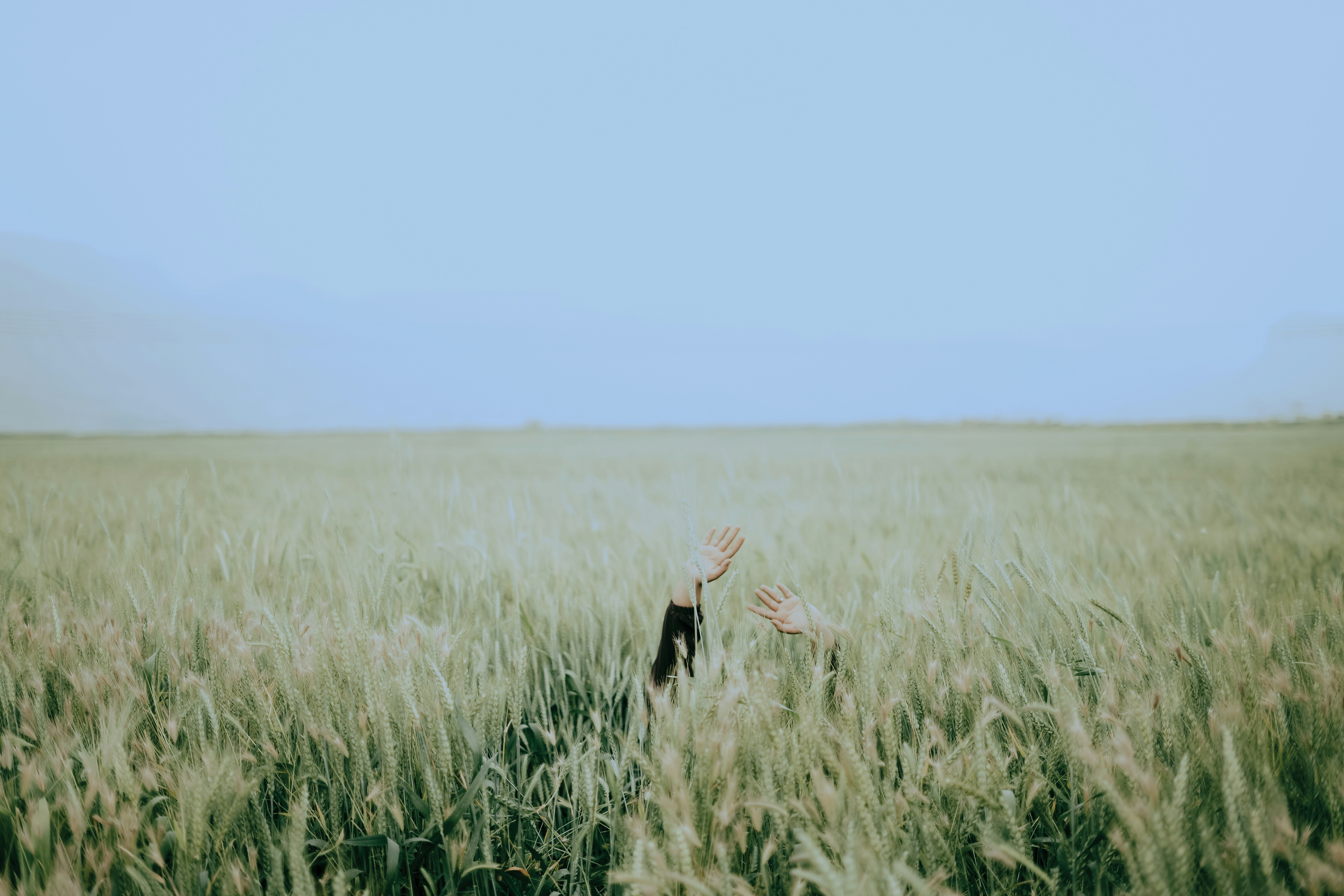 Hands reaching out from a sea of golden wheat under a soft blue sky. The scene evokes a sense of longing and connection with nature.