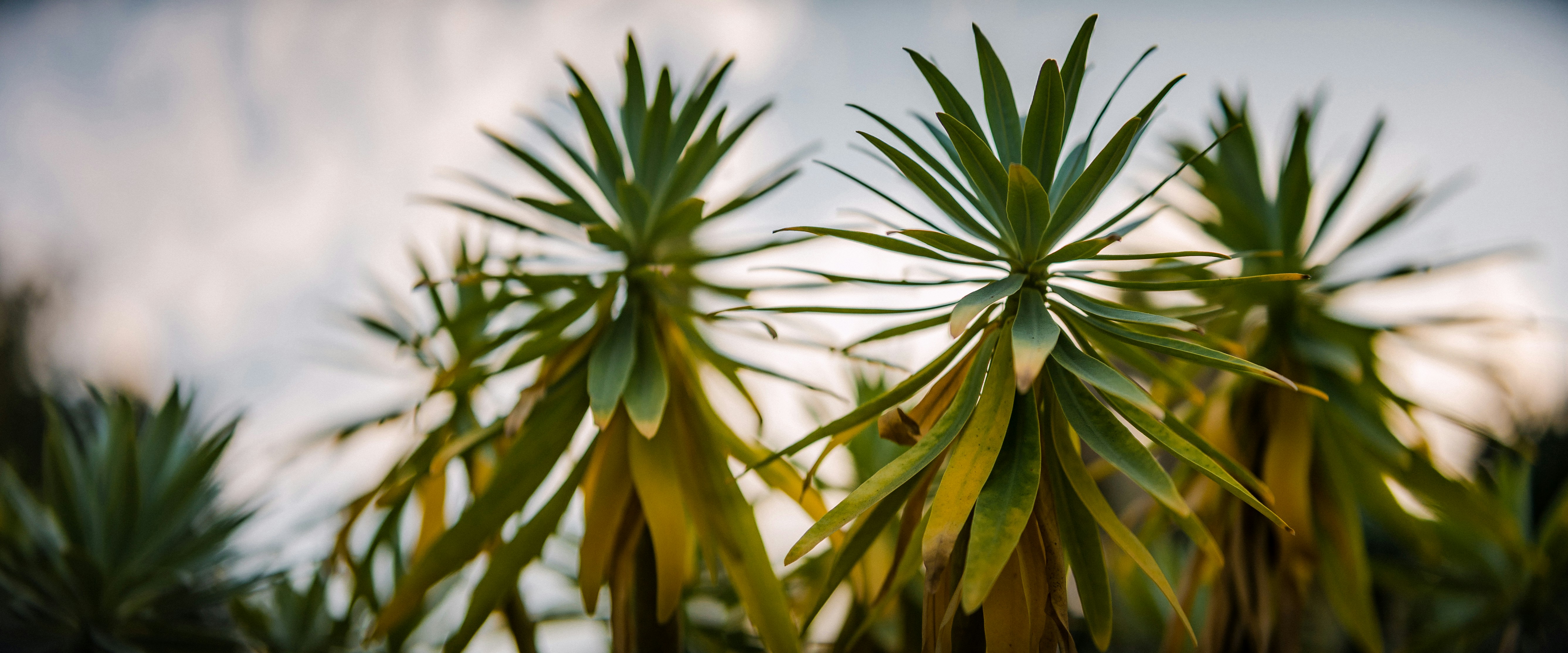 Gros plan d’une plante photo – Image gratuite de Vert sur Unsplash