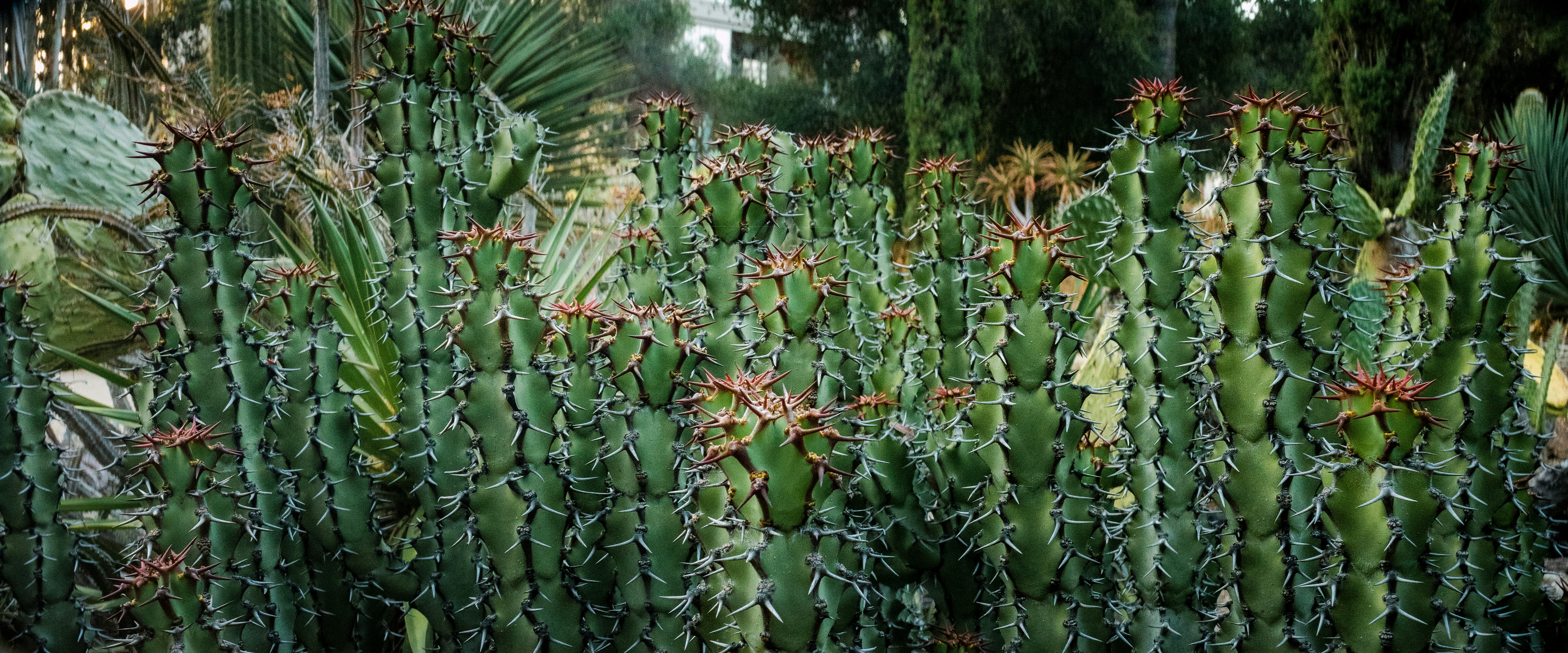 A dense cluster of cacti with vibrant red tips, surrounded by lush greenery in a tranquil garden setting.