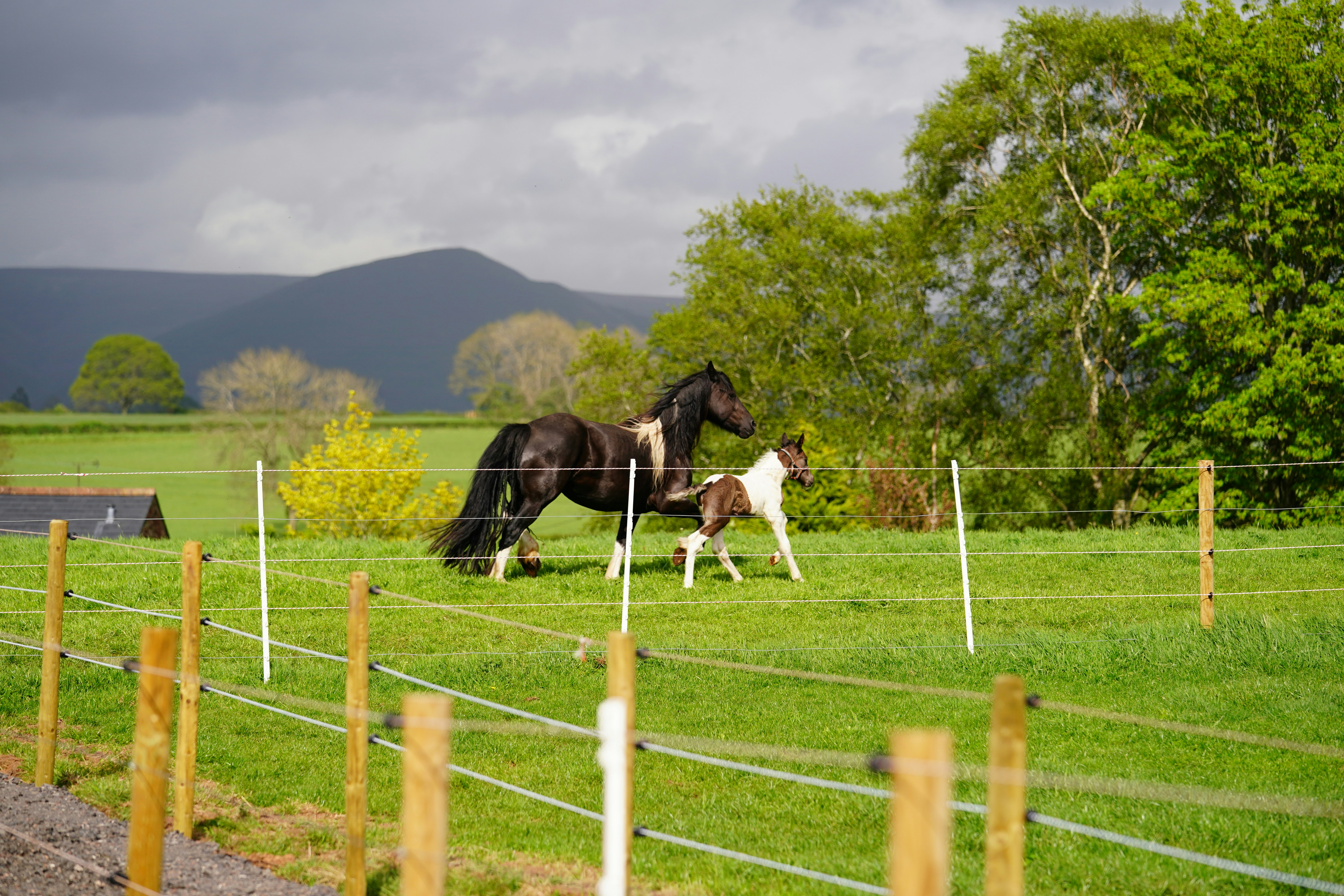 Pasture Duet: A Dark and White Horse Move Through a Sunlit Field