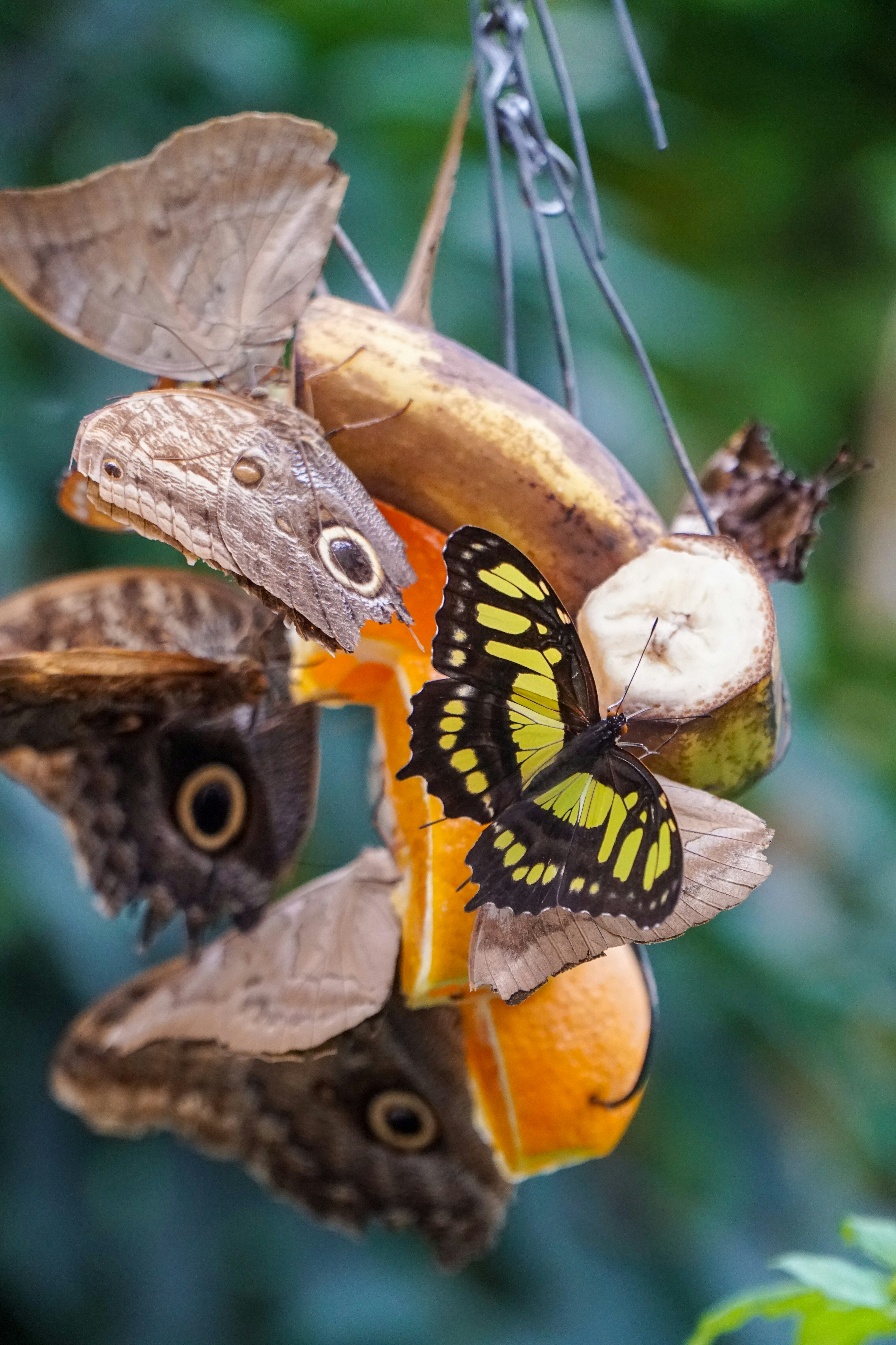 Butterfly Mosaic: a cluster of dried petals and a neon-yellow-edge butterfly