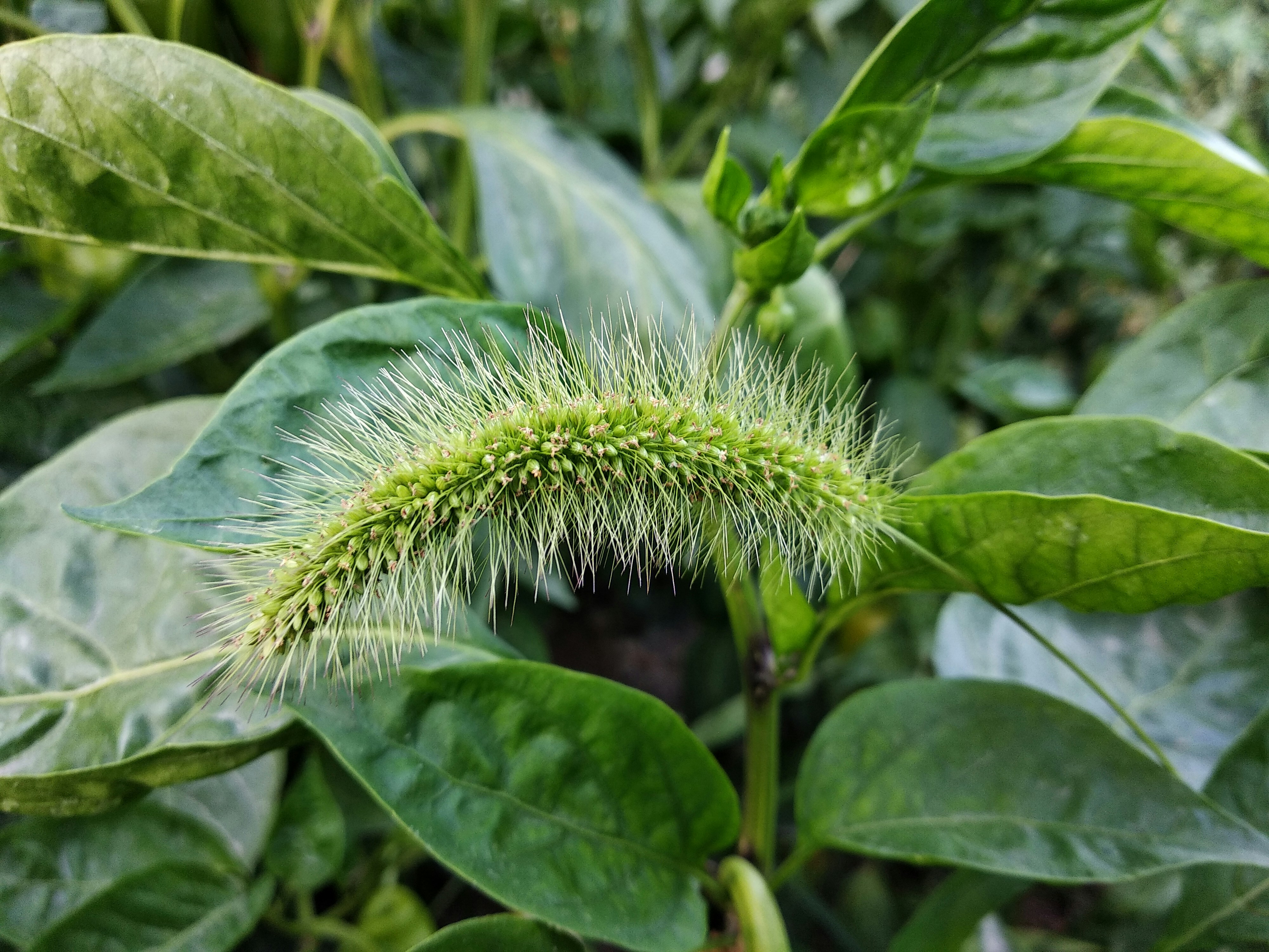 Green Bristle Arch: a close-up of a spiky seed head curling through glossy leaves