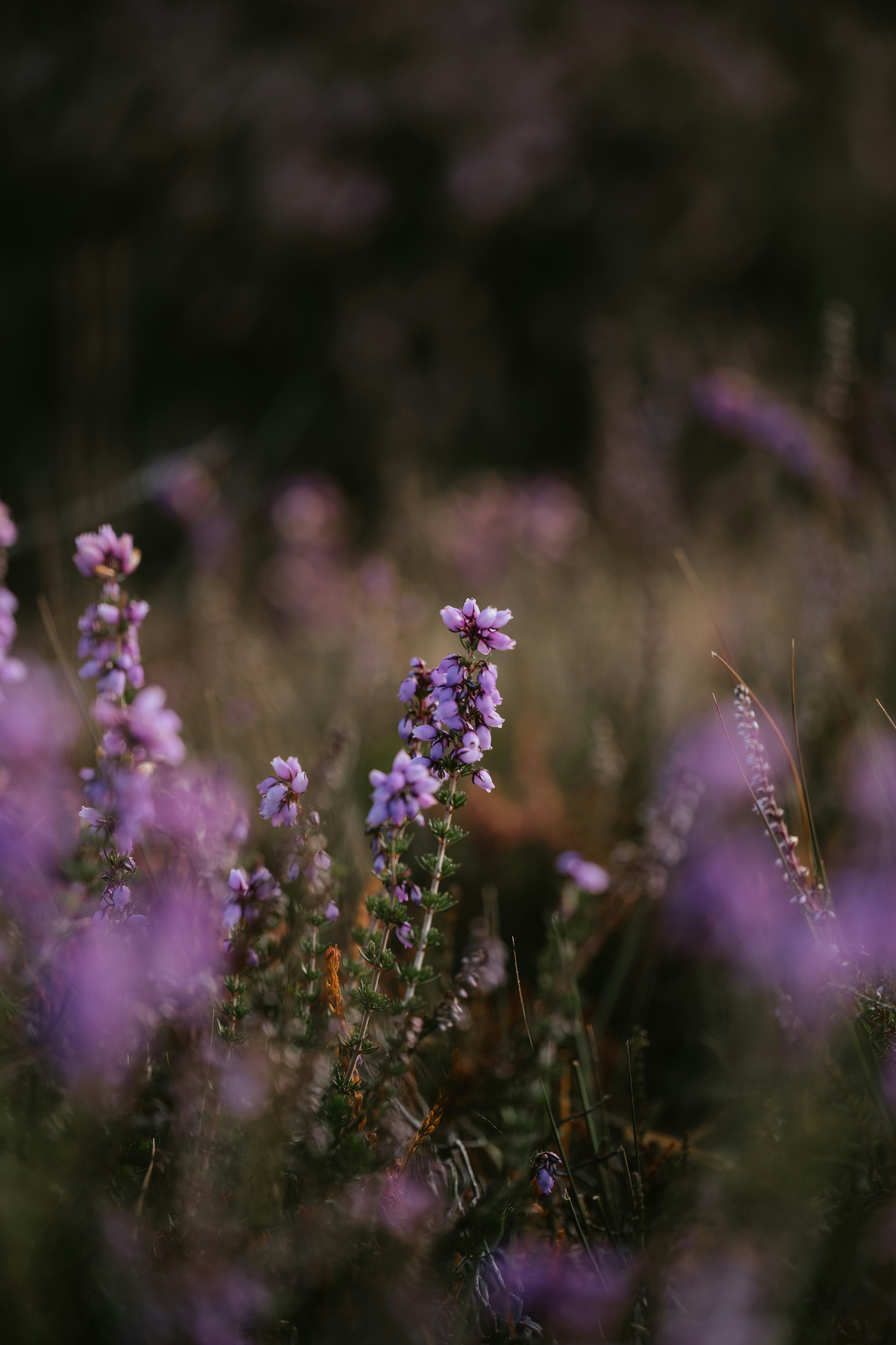 Purple Flowers Tumblr
