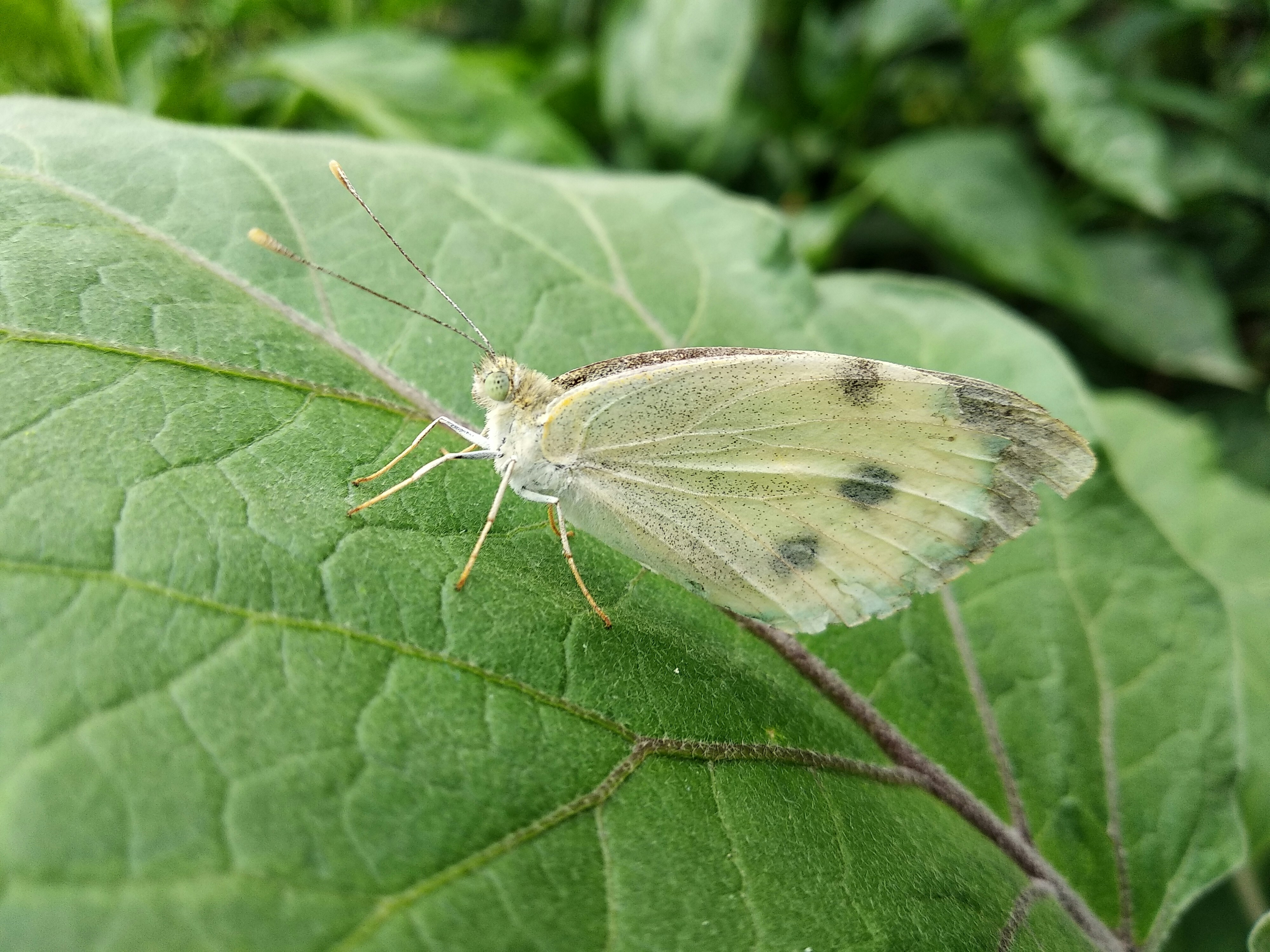 Delicate Green-veined Butterfly Resting on Broad Leaf