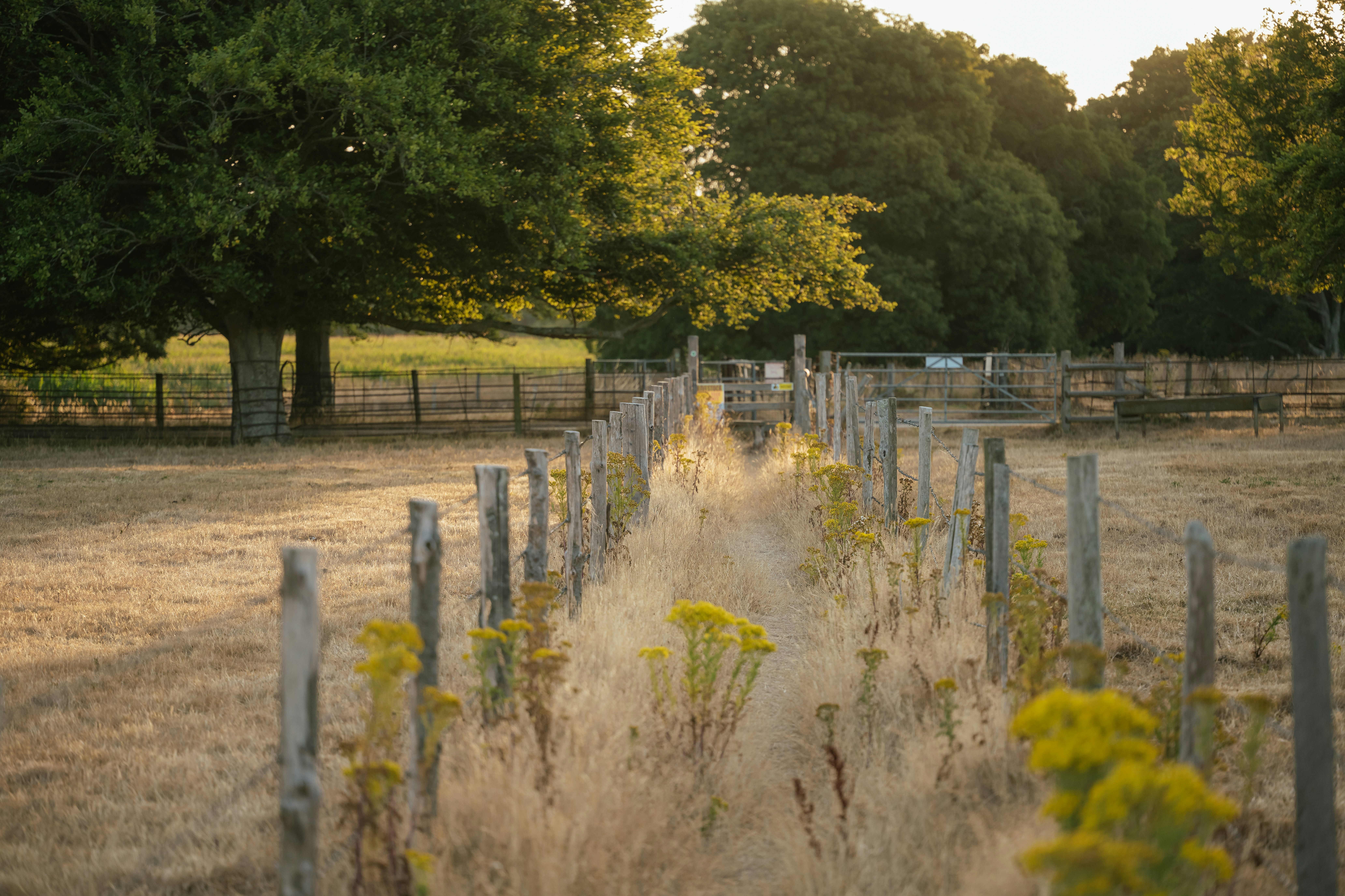 A fenced in field with trees photo – Free Nature Image on Unsplash