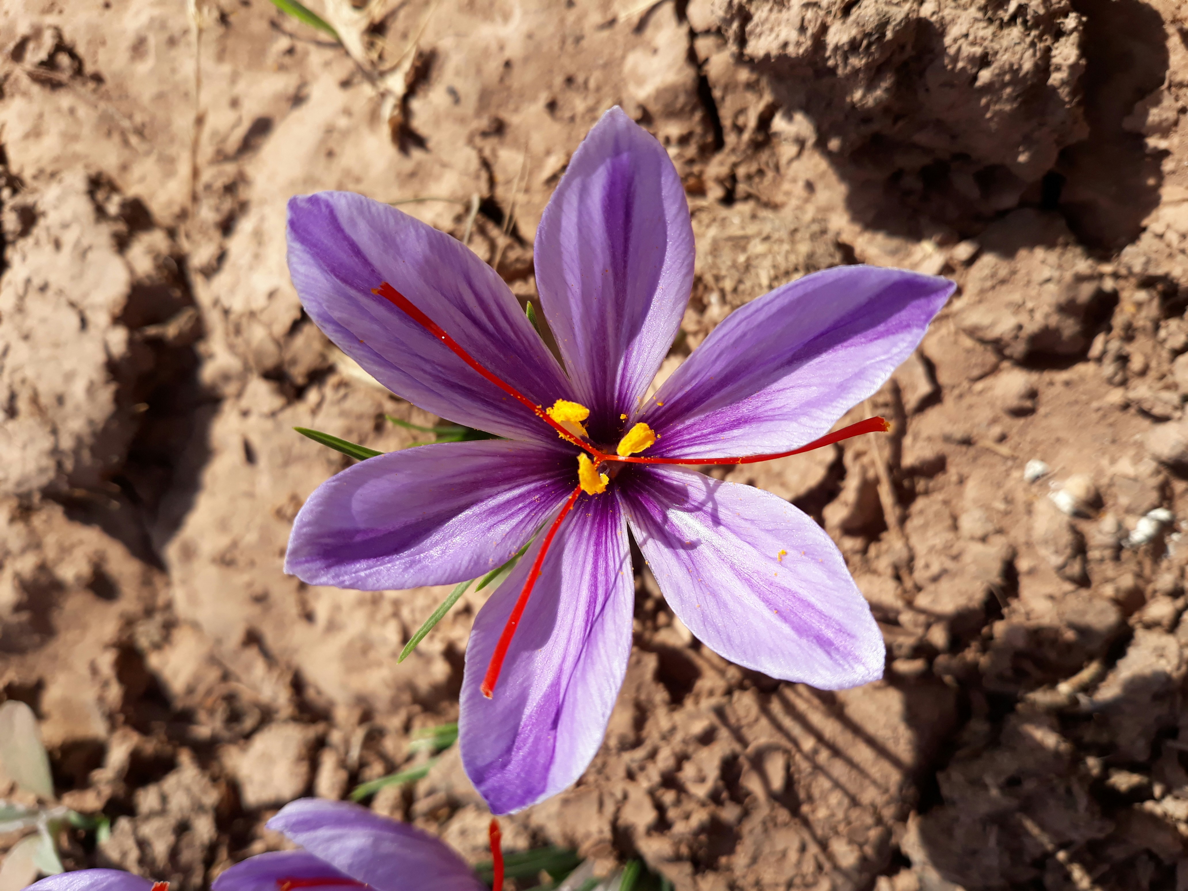 Purple saffron flower with vivid red stigmas against dry, earthy background.