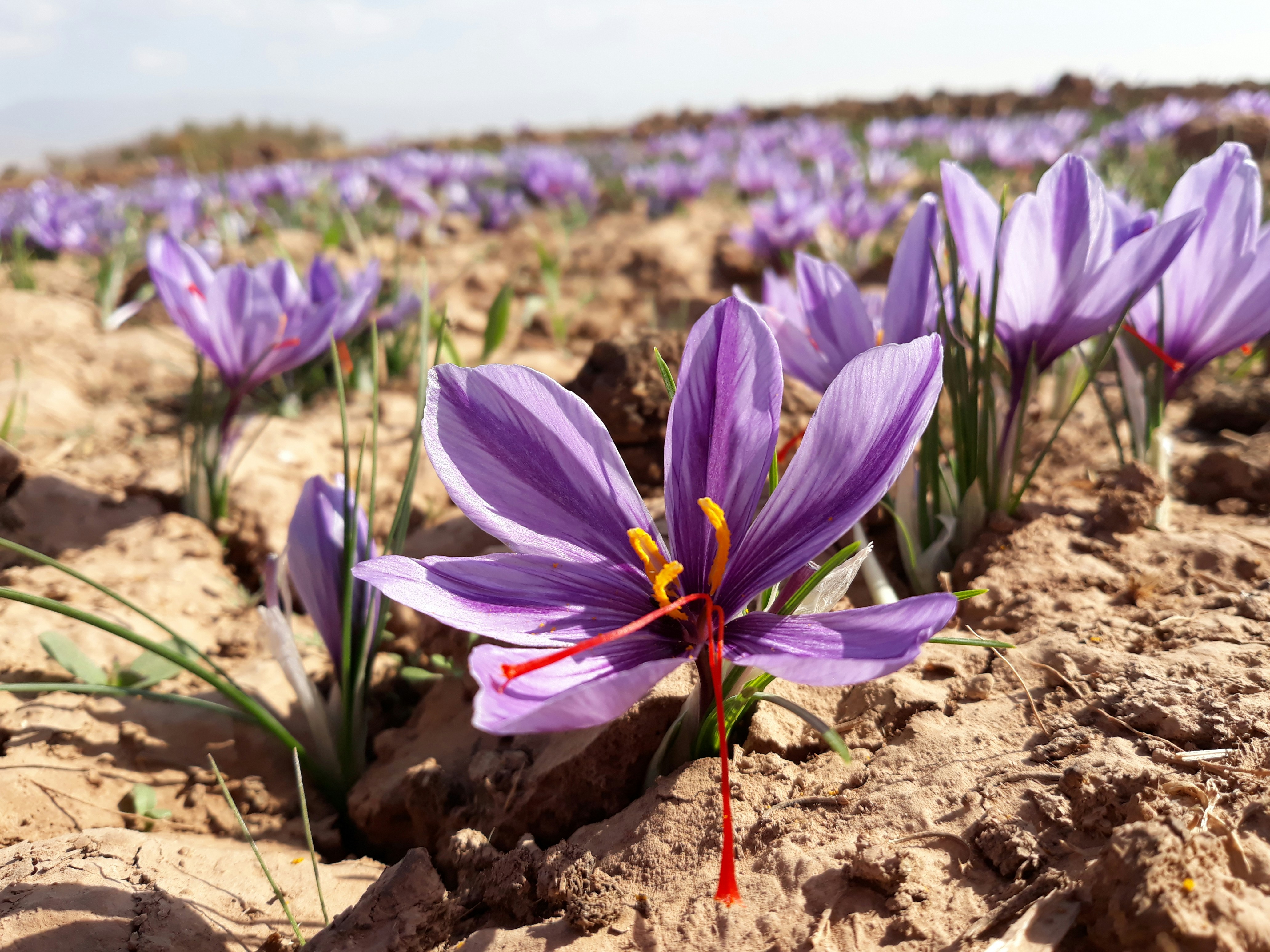 Close-up of a saffron flower blooming amidst a field of purple blossoms, showcasing its intricate petals and vibrant red stigma.