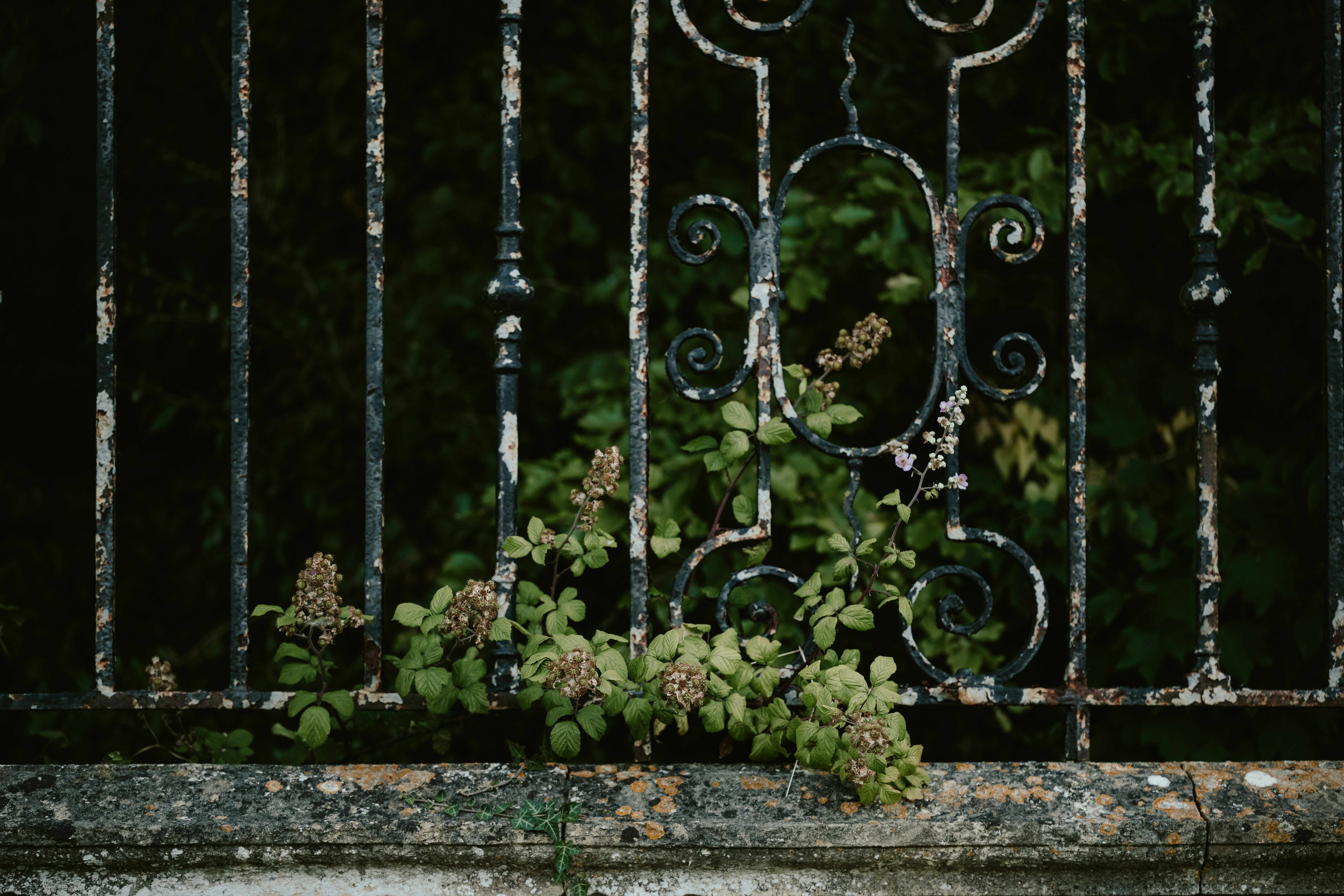 a garden with metal bars