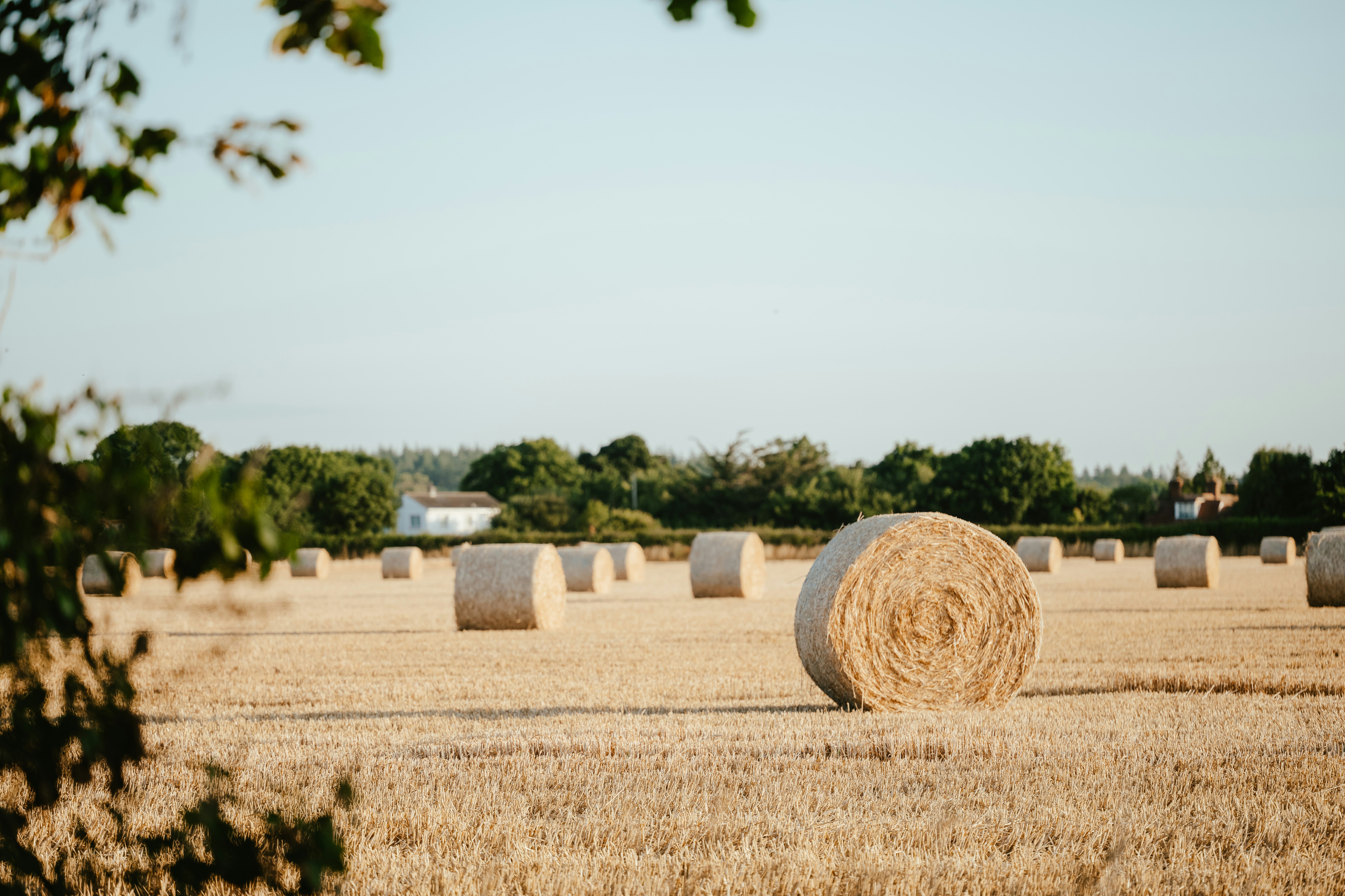 Photo by Annie Spratt with Nikon Z7