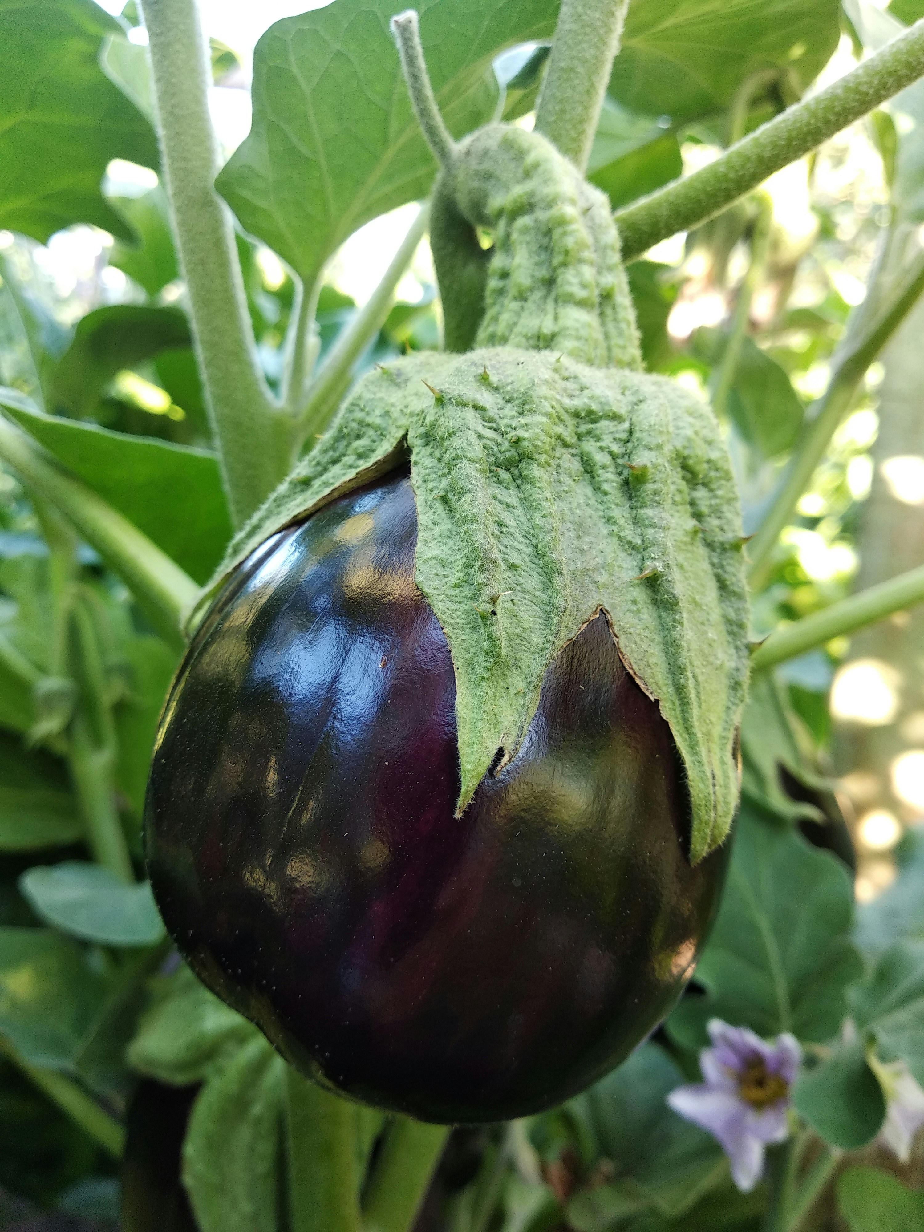 Glossy purple eggplant nestled among vibrant green leaves in a garden setting.
