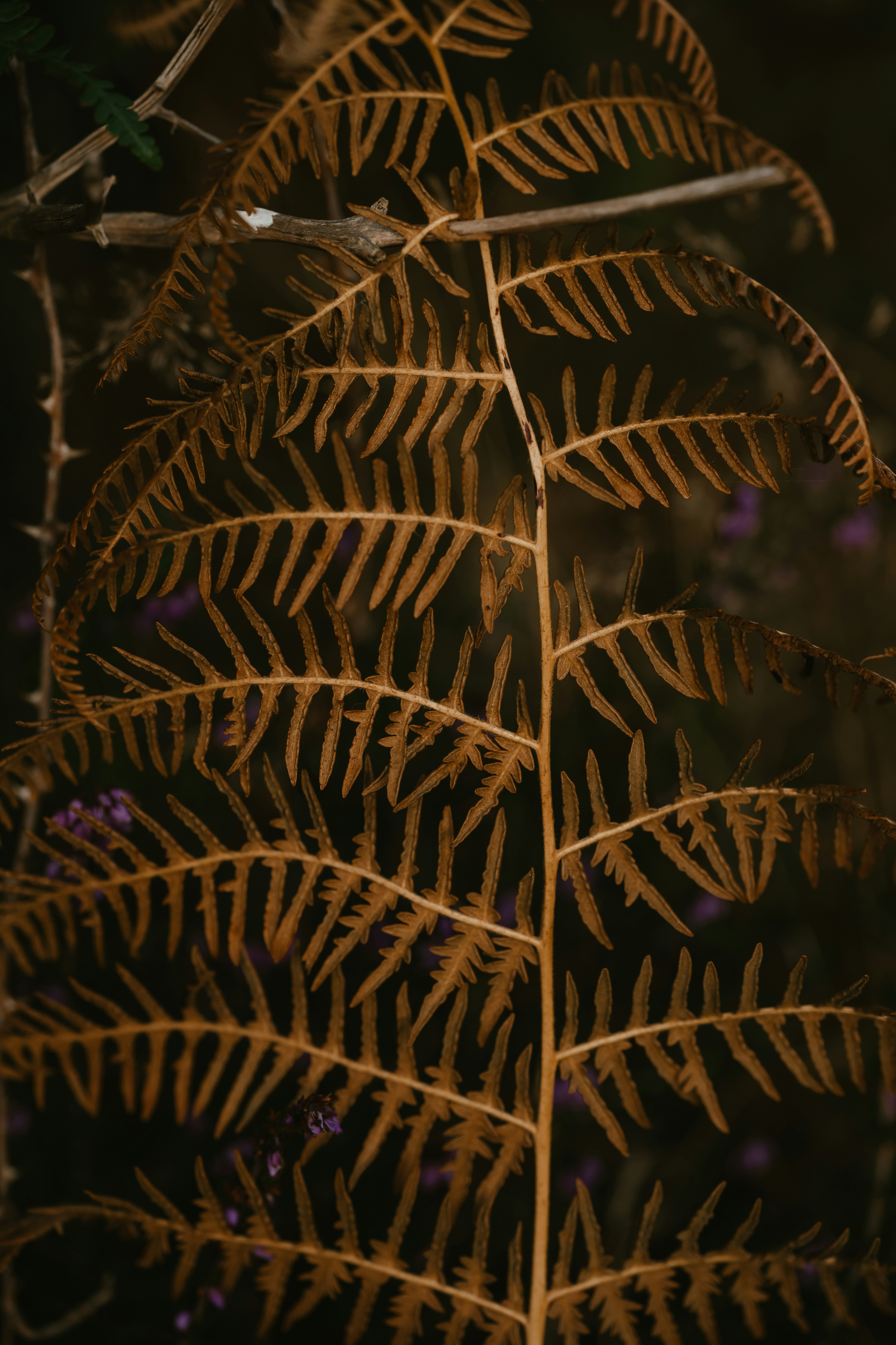 Burnished Fern Frond in Velvet Shadow