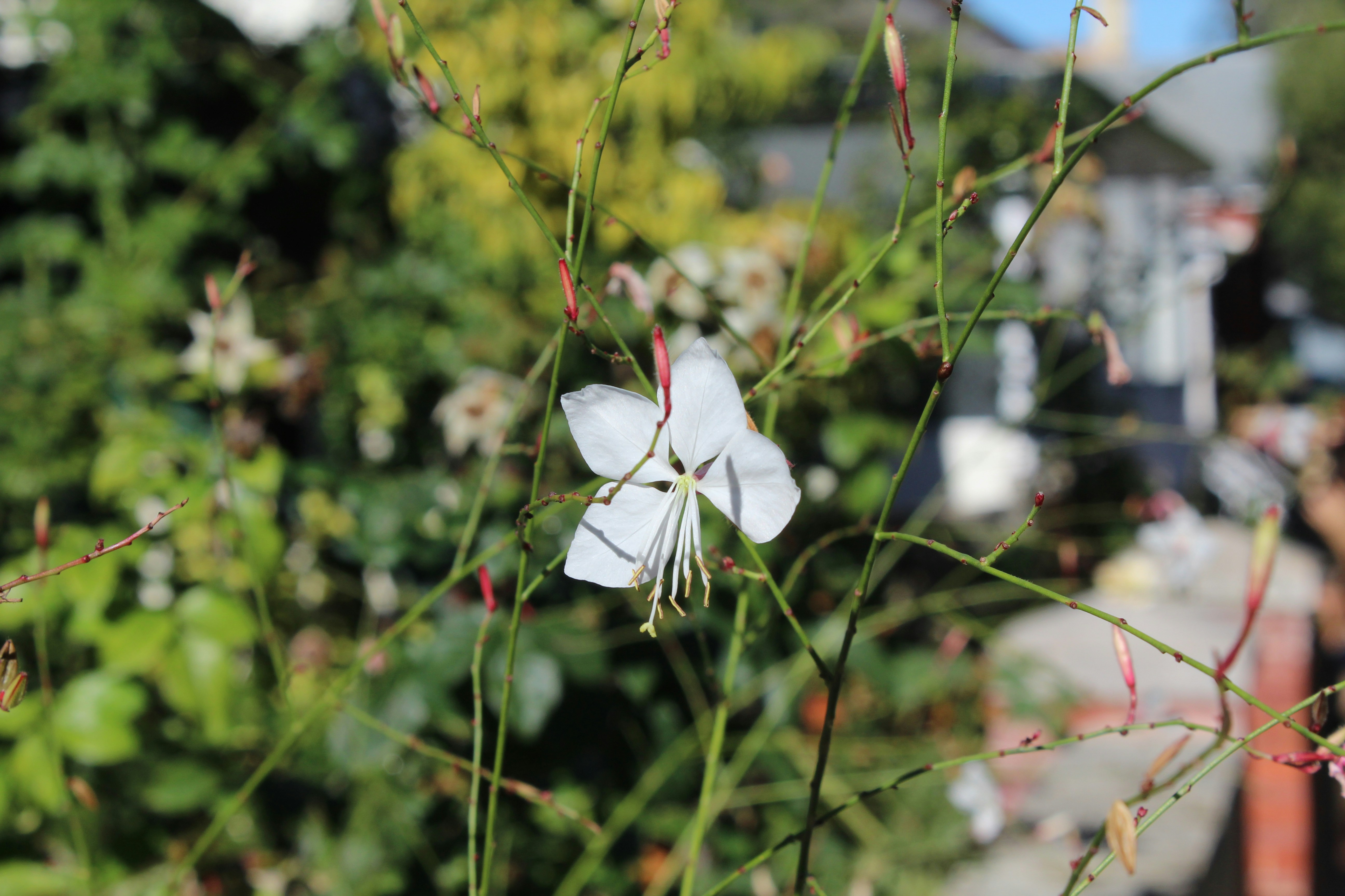 White Bloom Among Tangled Green Stems in a Sunlit Garden