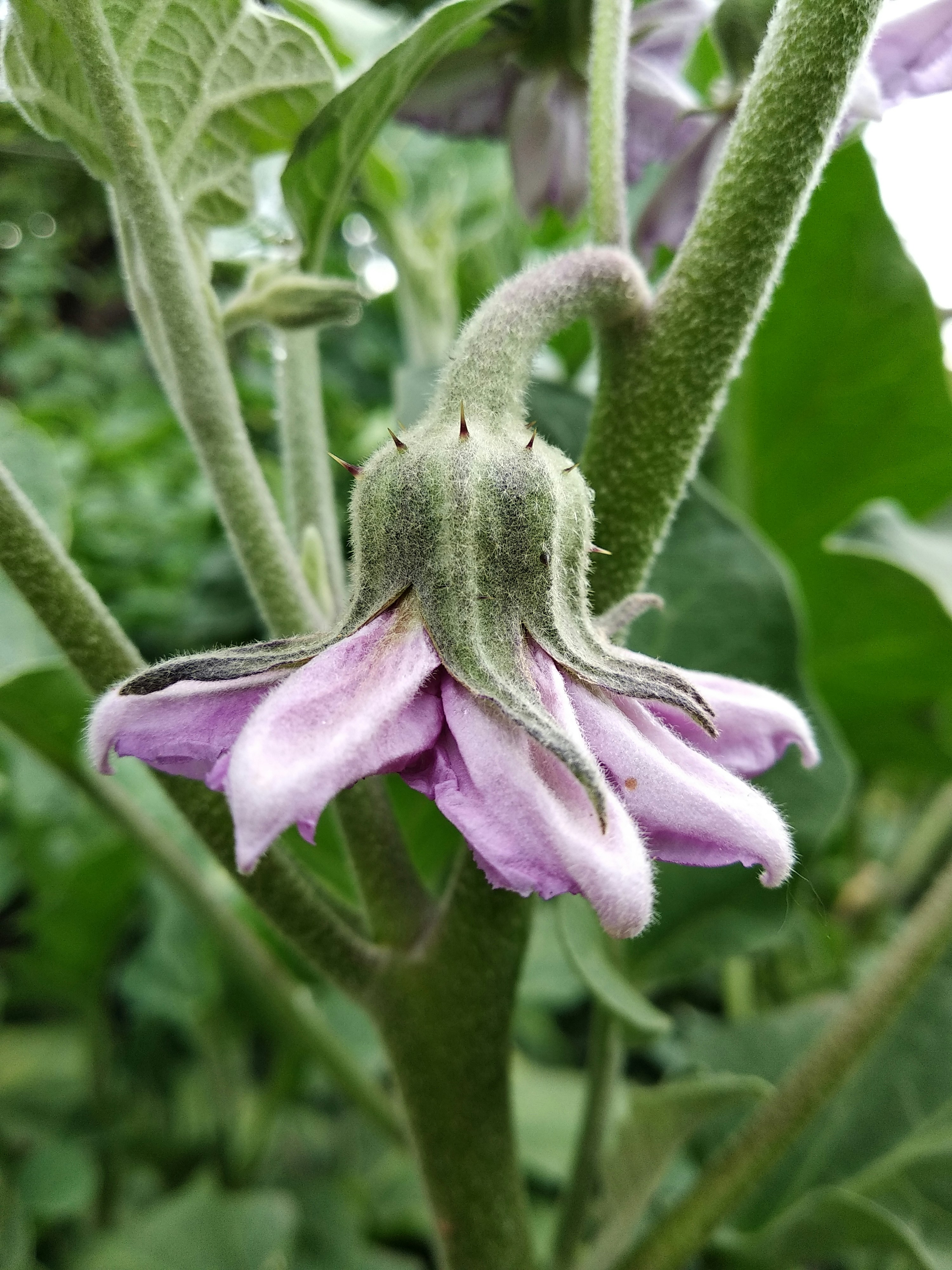 Close-up of a lavender flower emerging from a green stem, showcasing intricate textures and soft petals. The background is a lush blur of greenery.