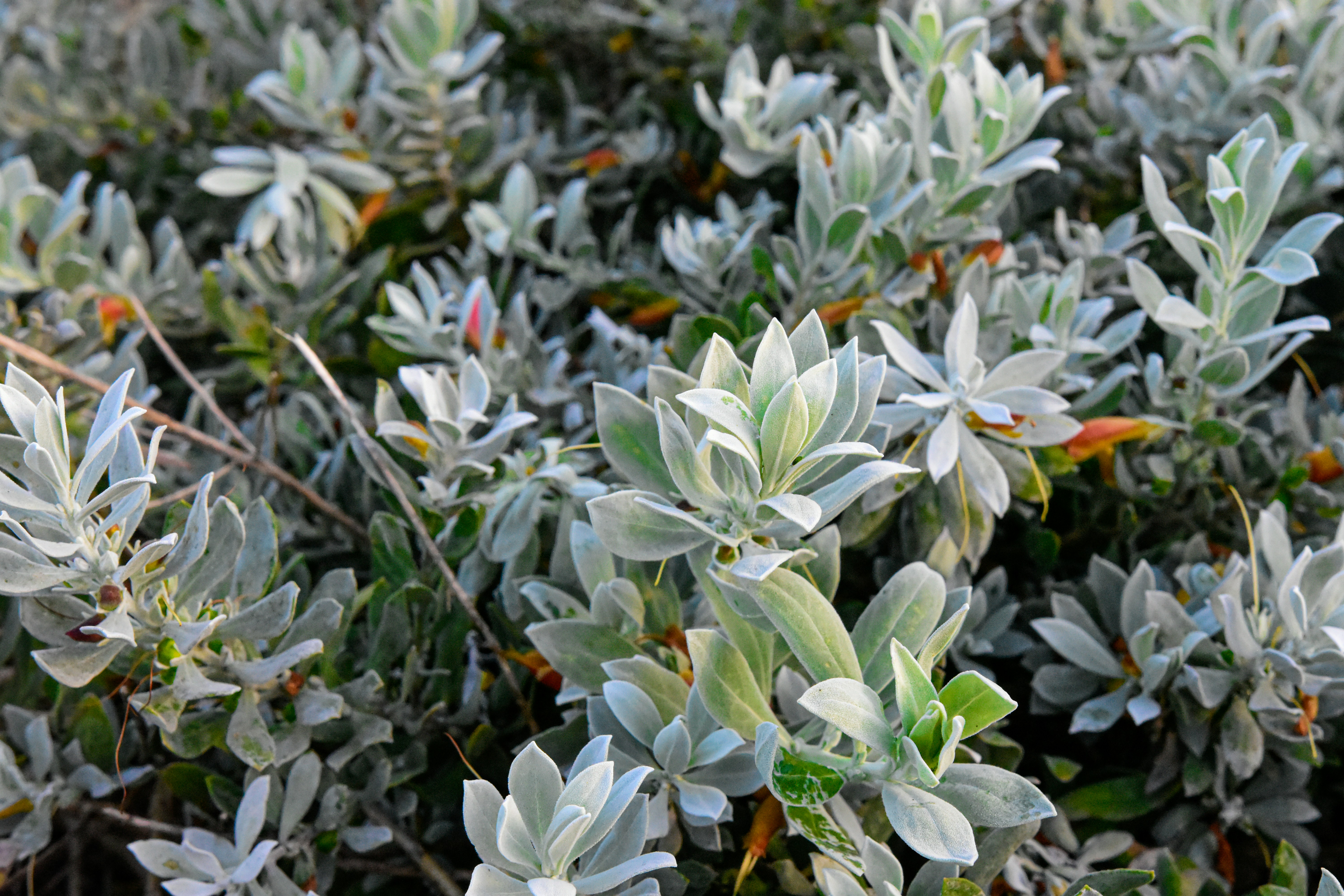 Whispering Silver Leaves: A Dense Carpet of Sage in Soft Light