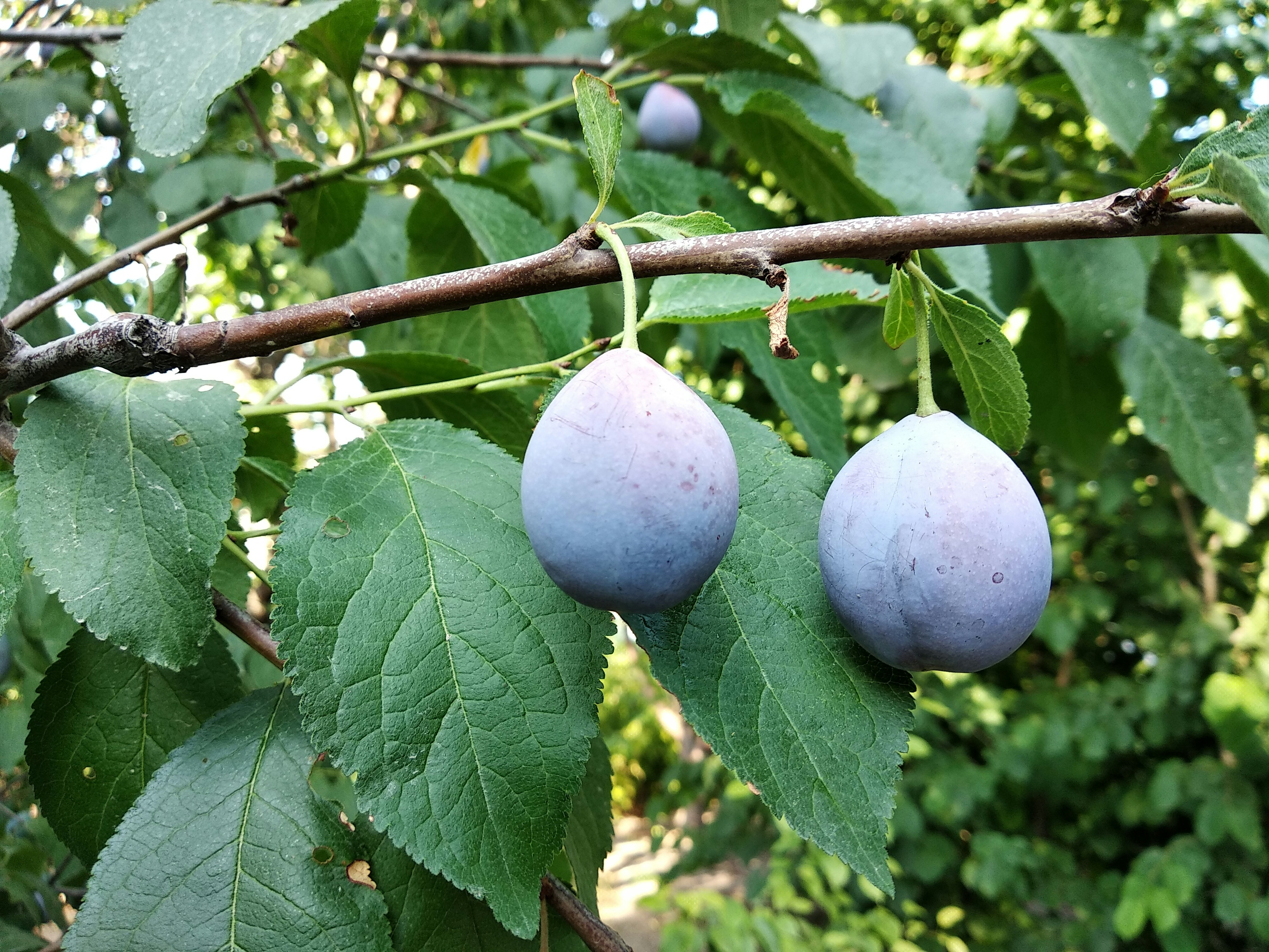 Close-up photograph of two ripe purple plums hanging from a branch among glossy green leaves.
