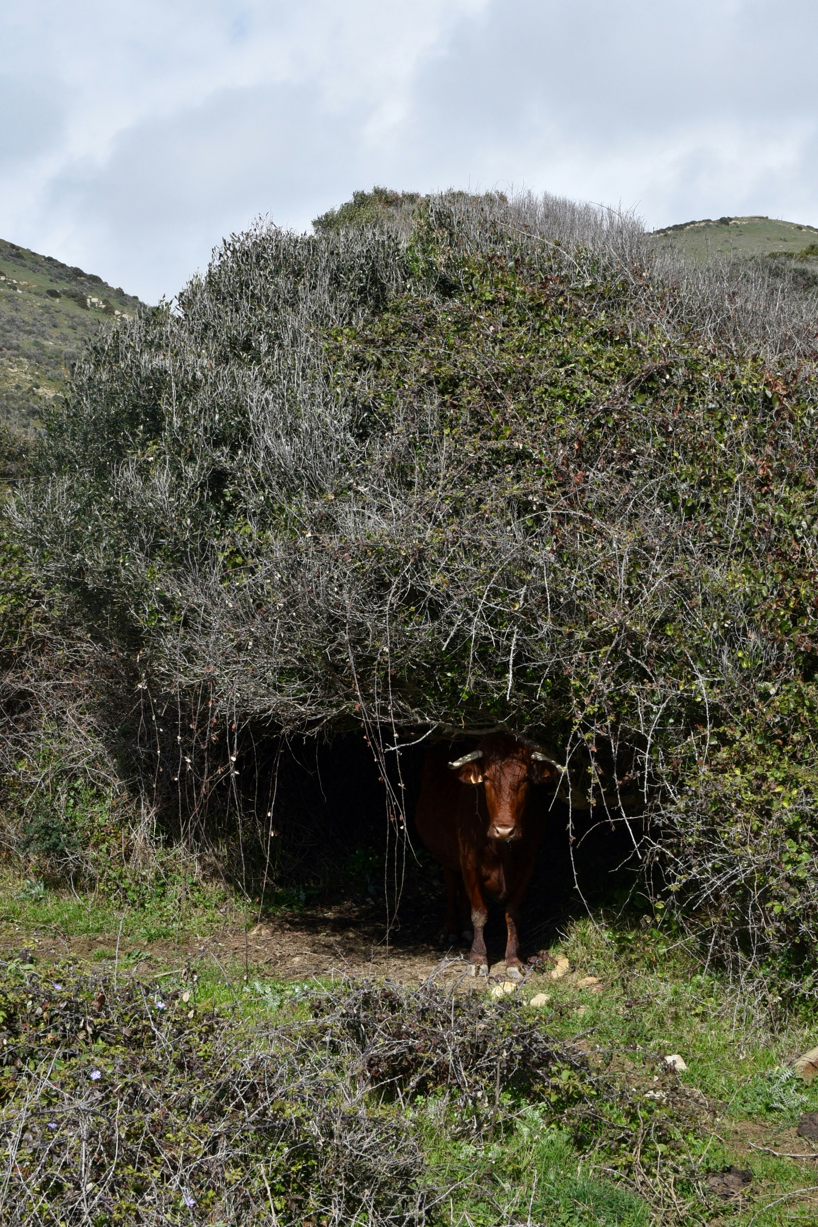 a cow standing in a field