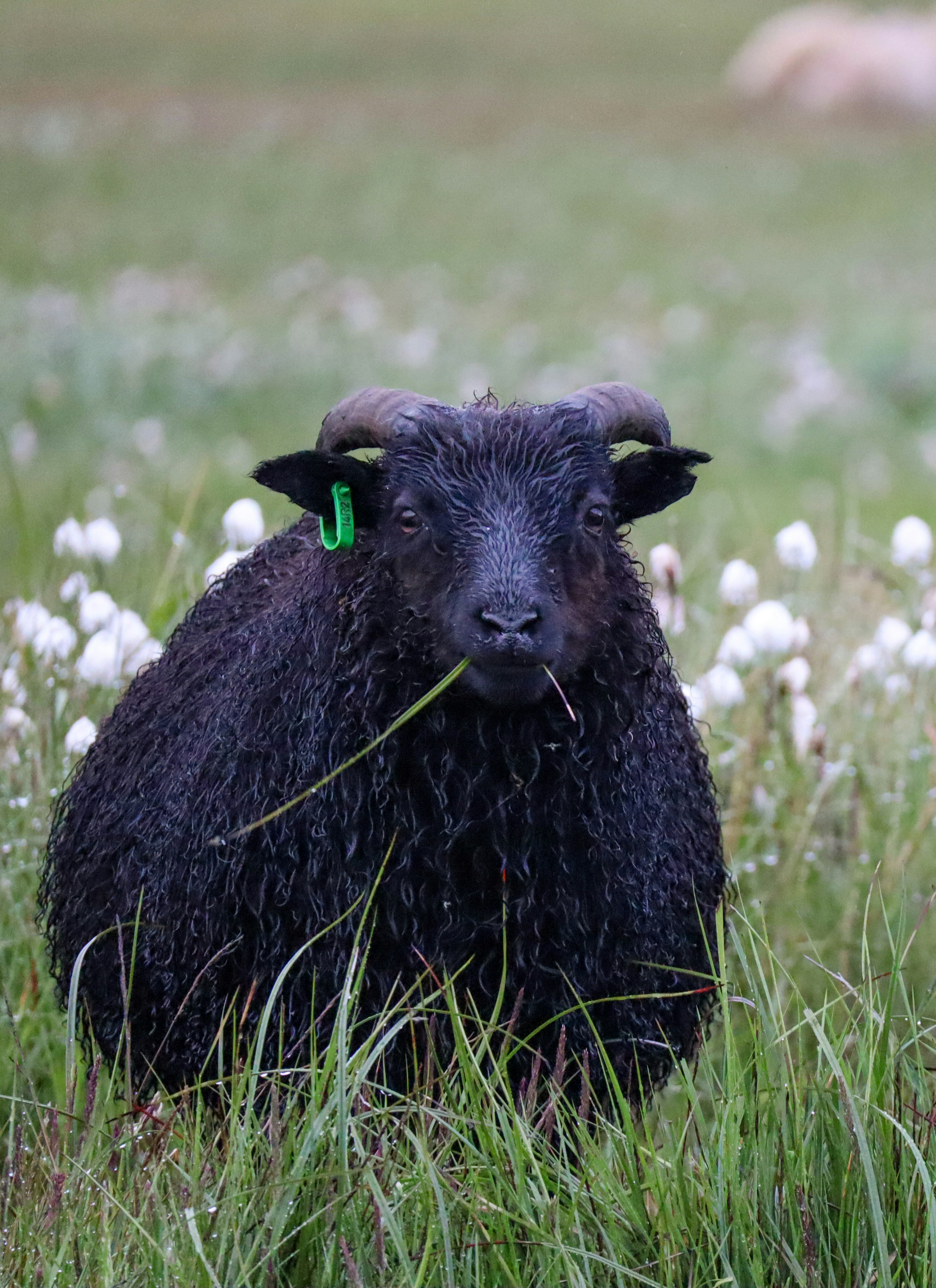Green-Ear Tagged Black Sheep in a Meadow of Cotton Grass
