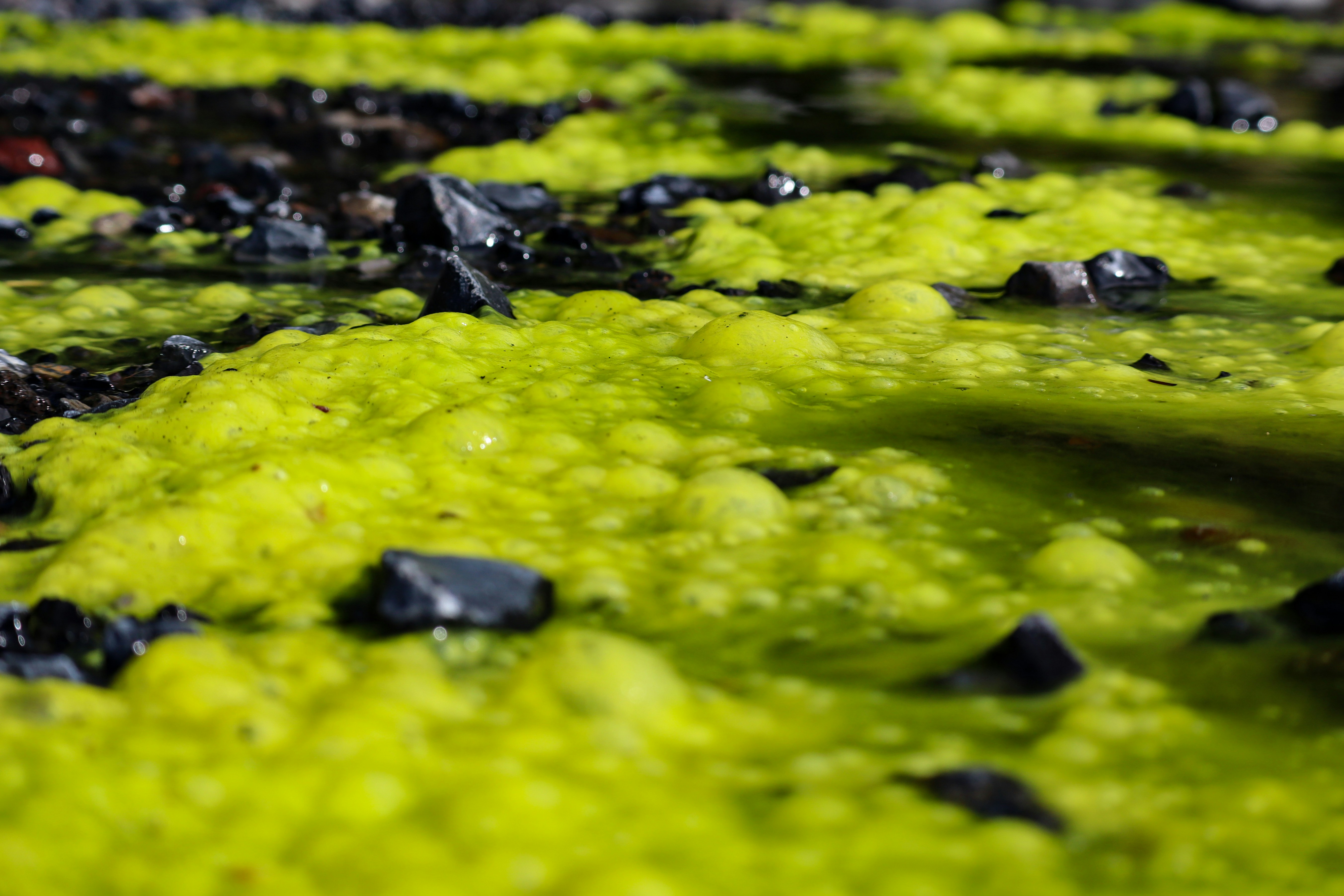 Neon-green algae cloak over basalt pebbles in shallow water
