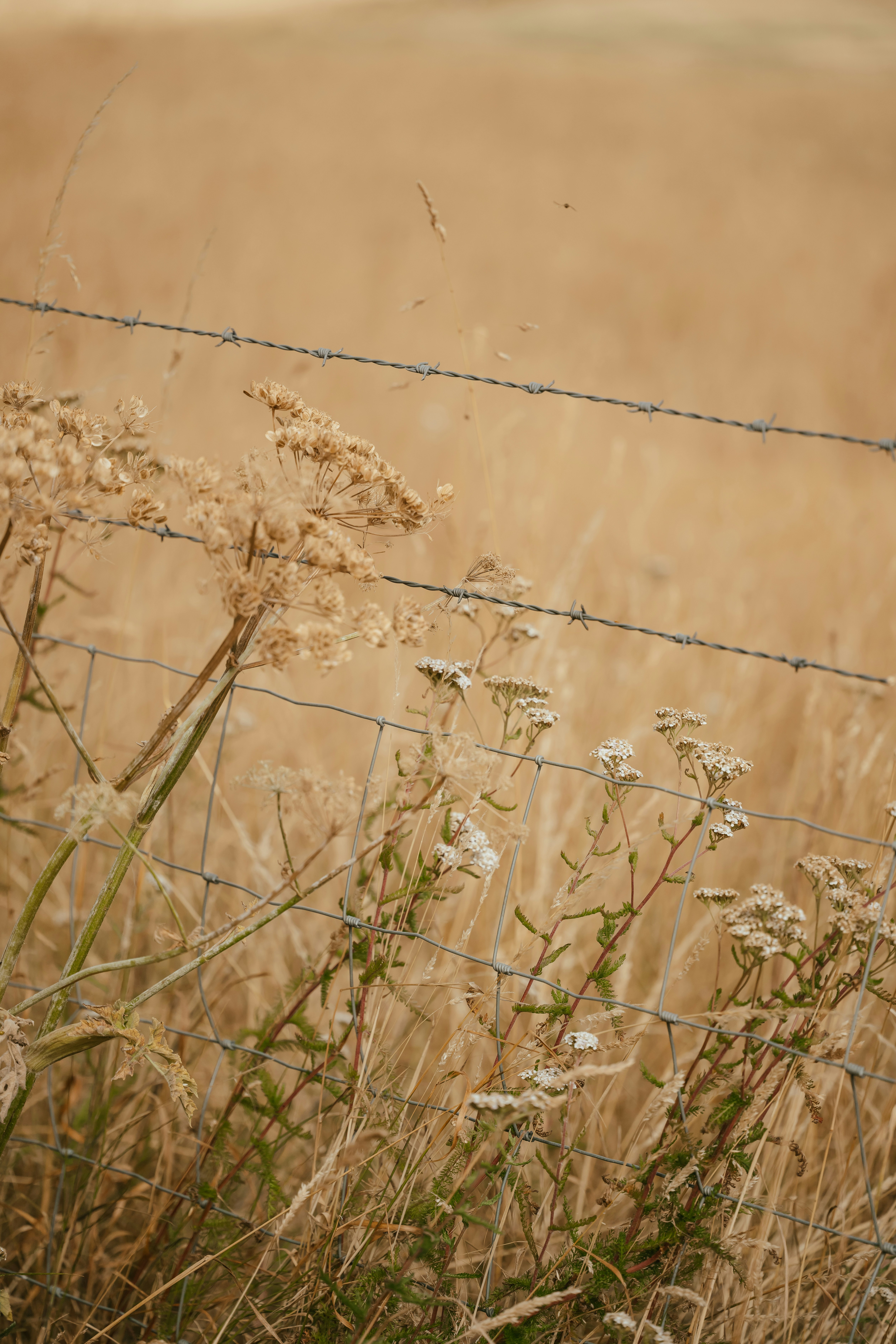 Dried wildflowers and grasses frame a barbed wire fence, highlighting the delicate balance between nature and human intervention.