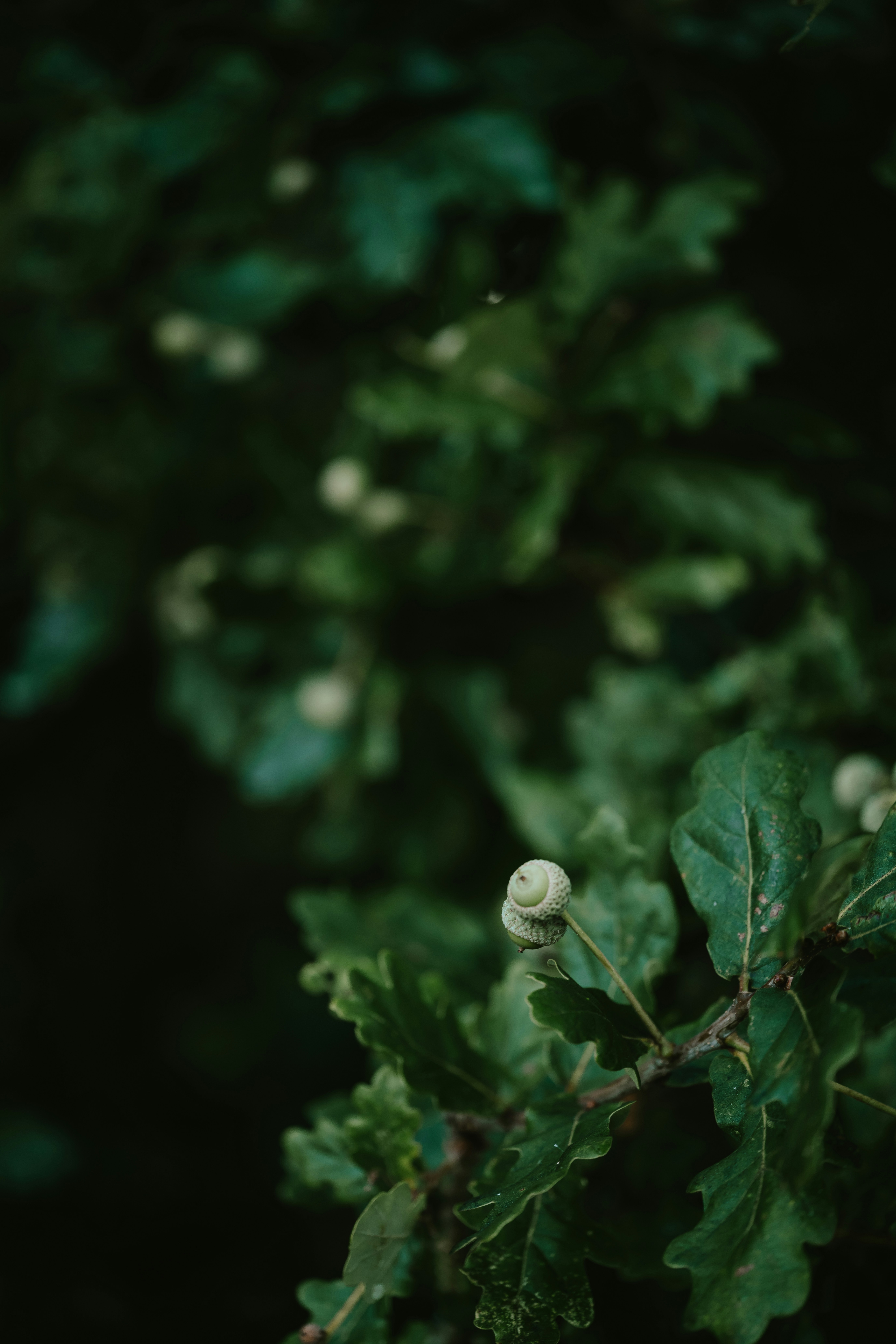 A small white round object on a branch with green leaves photo – Free ...