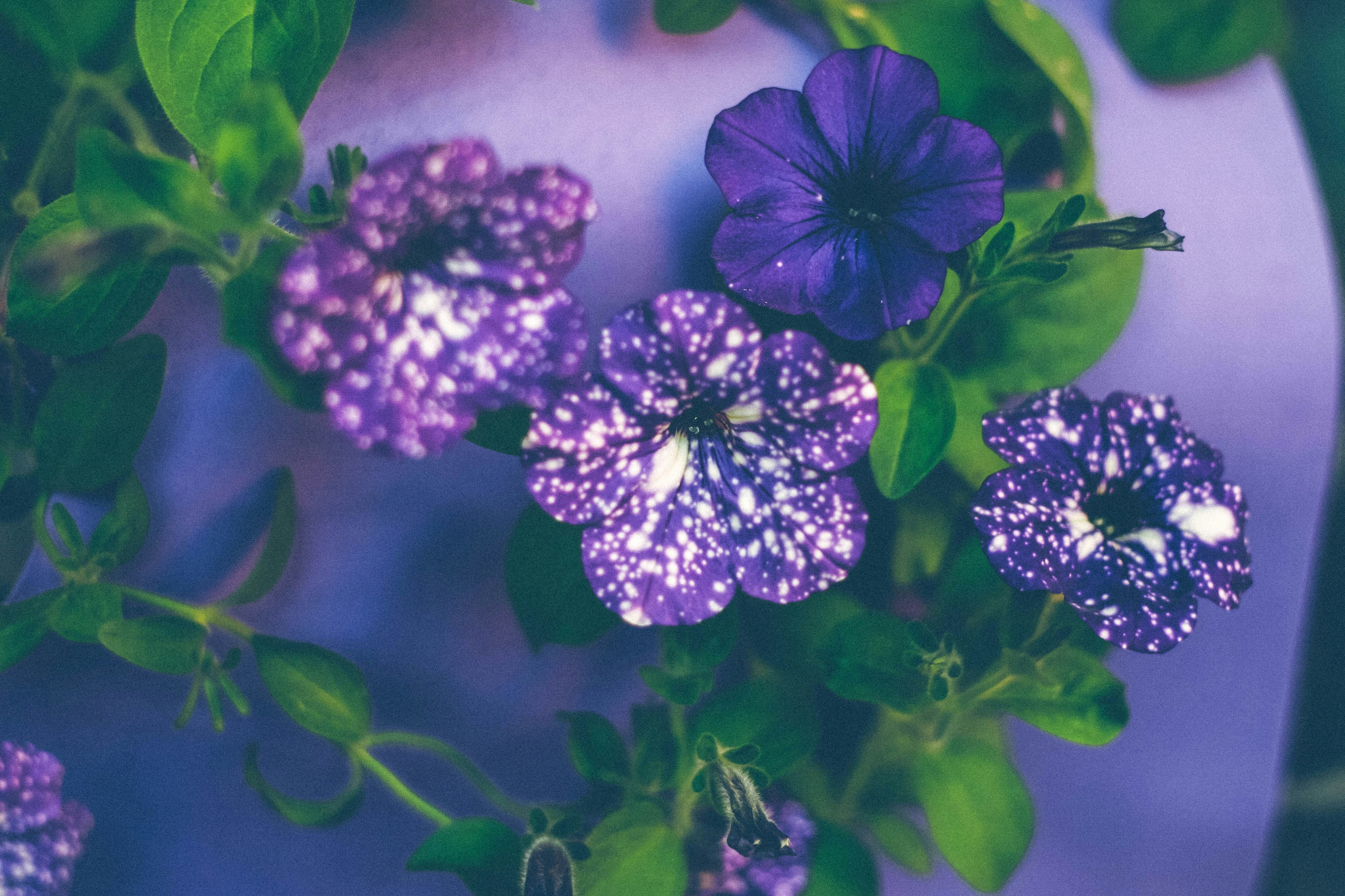 A group of purple flowers photo – Free Purple aesthetic Image on Unsplash