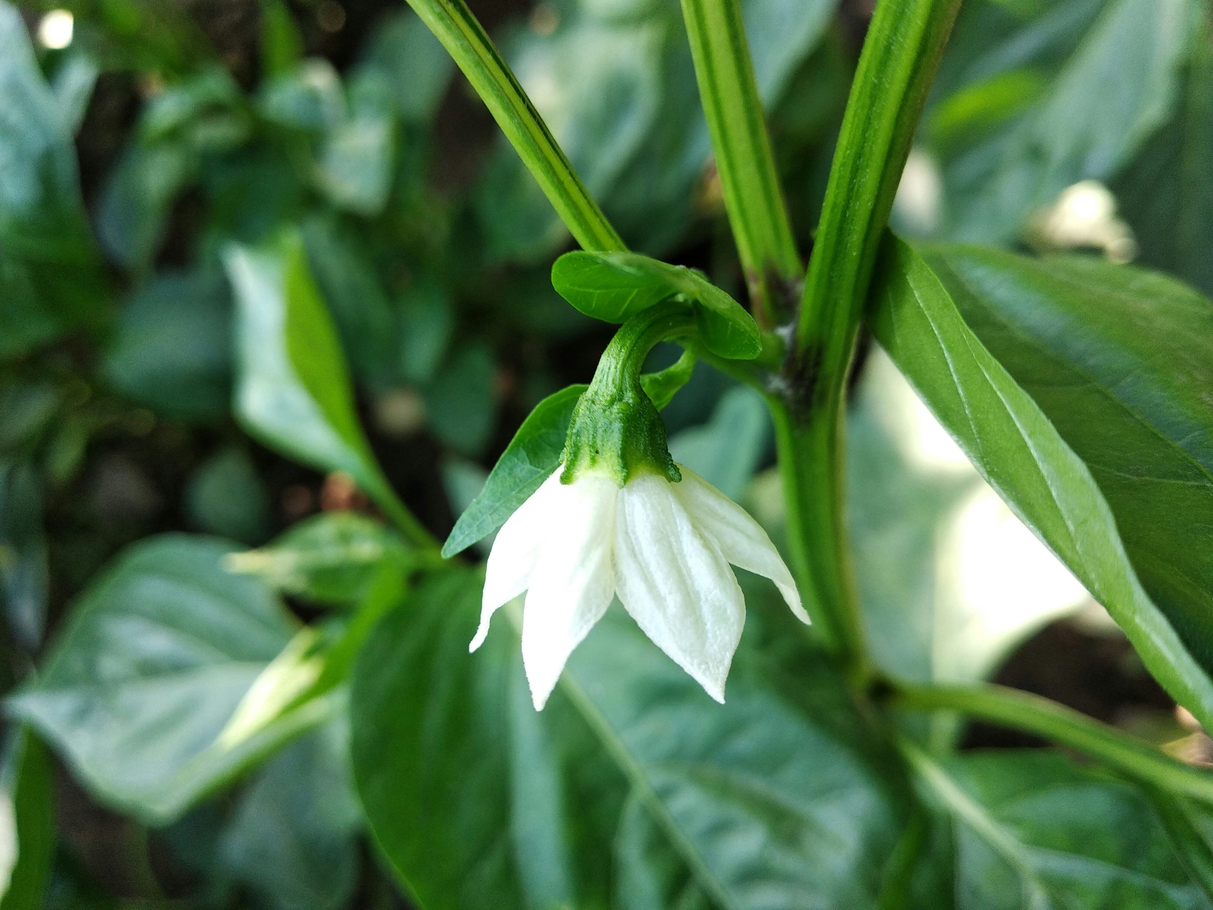 Morning Dew on a White Bellflower