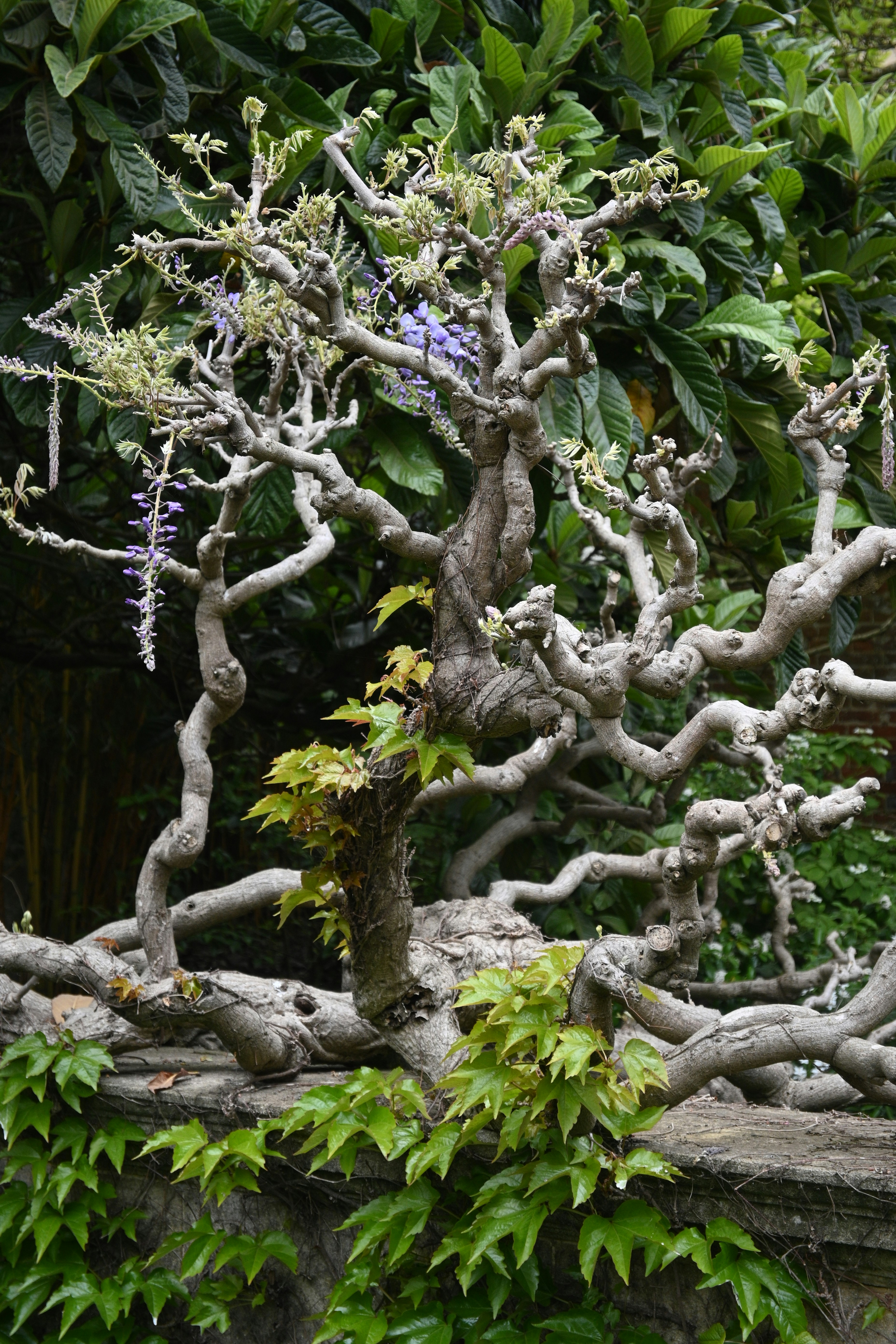 Gnarled Bonsai in a Green Wall, Framed by Violet Blooms