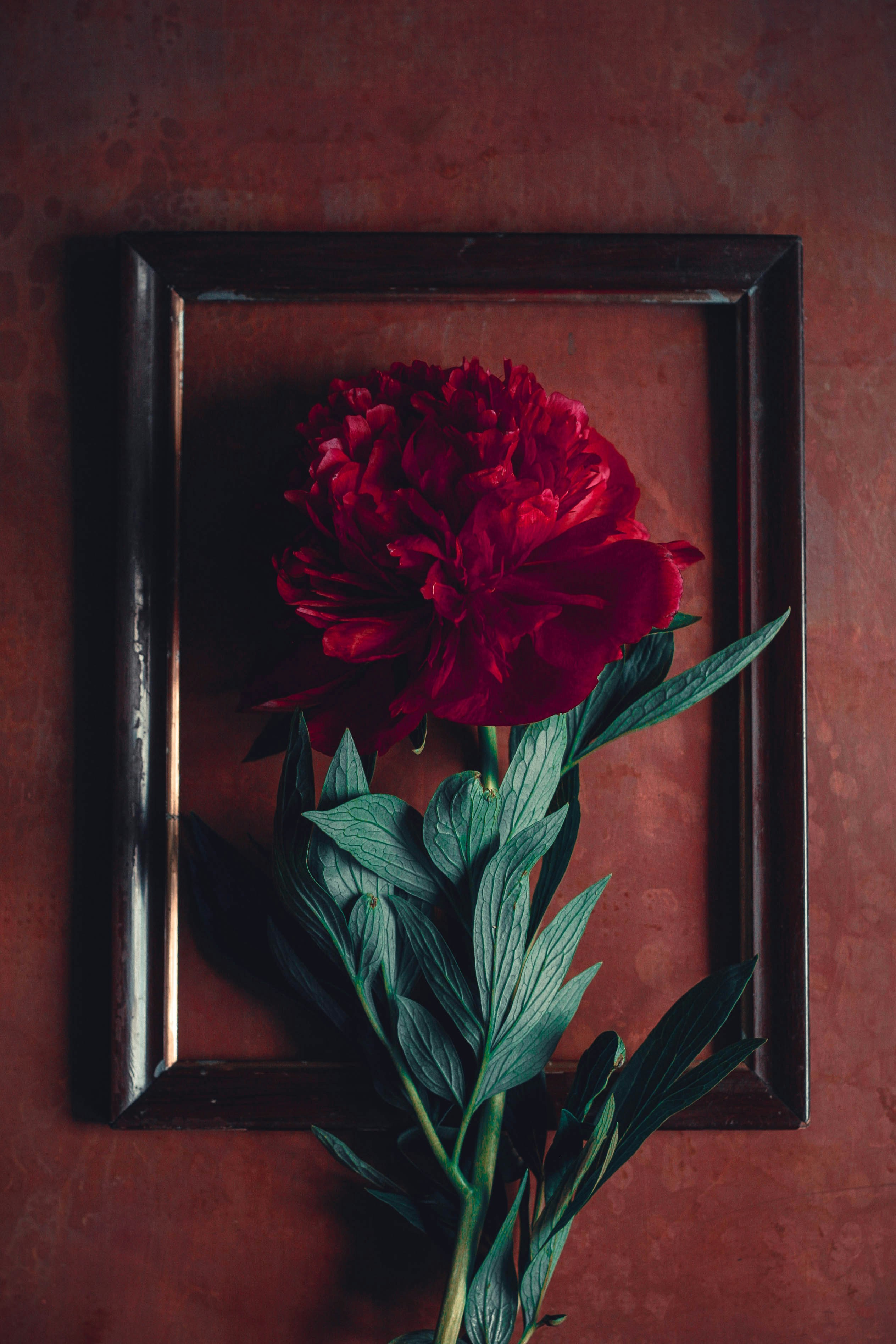 Crimson Elegance Framed