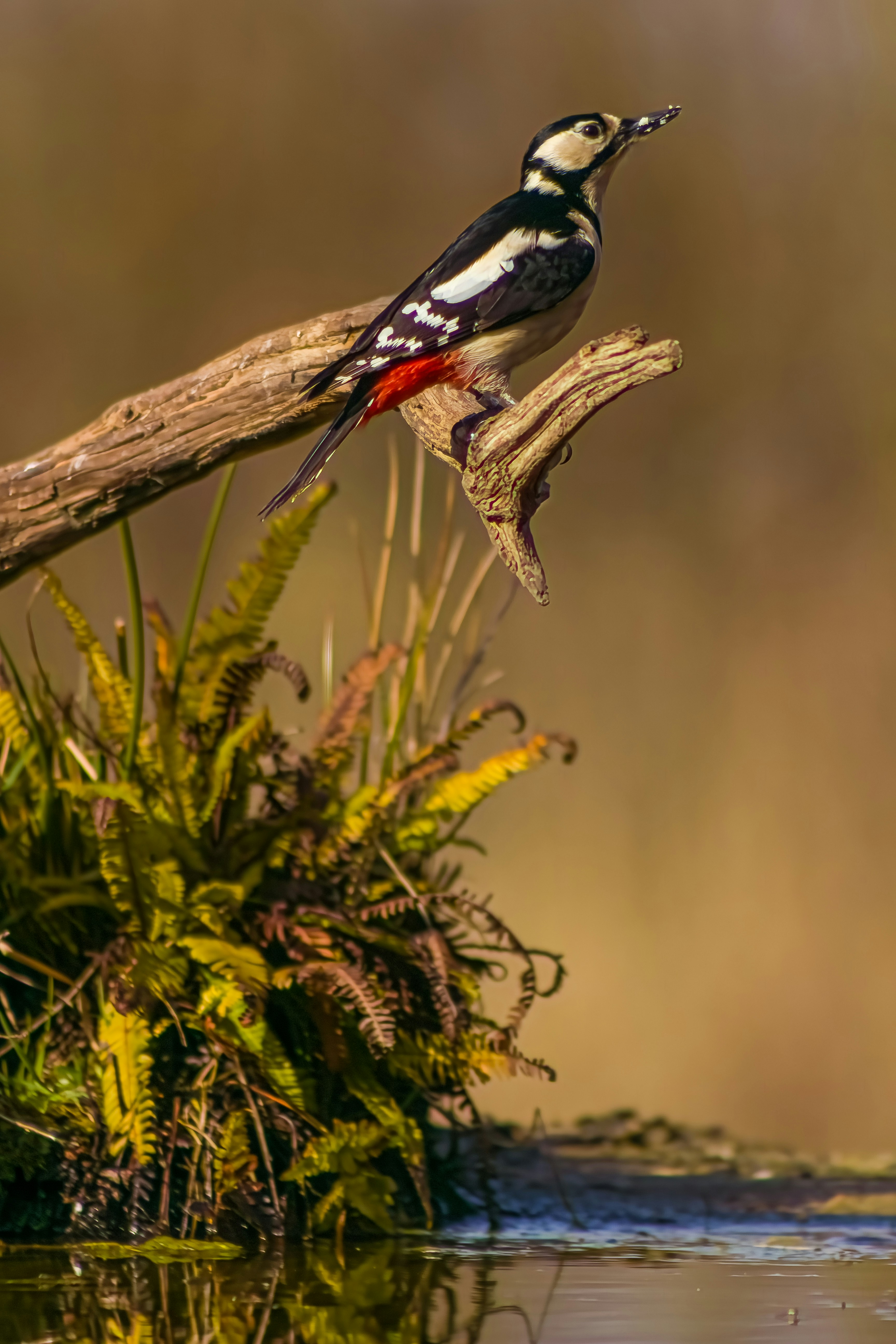 great woodpecker posing beautifully on a branch from a tree above water after dinner