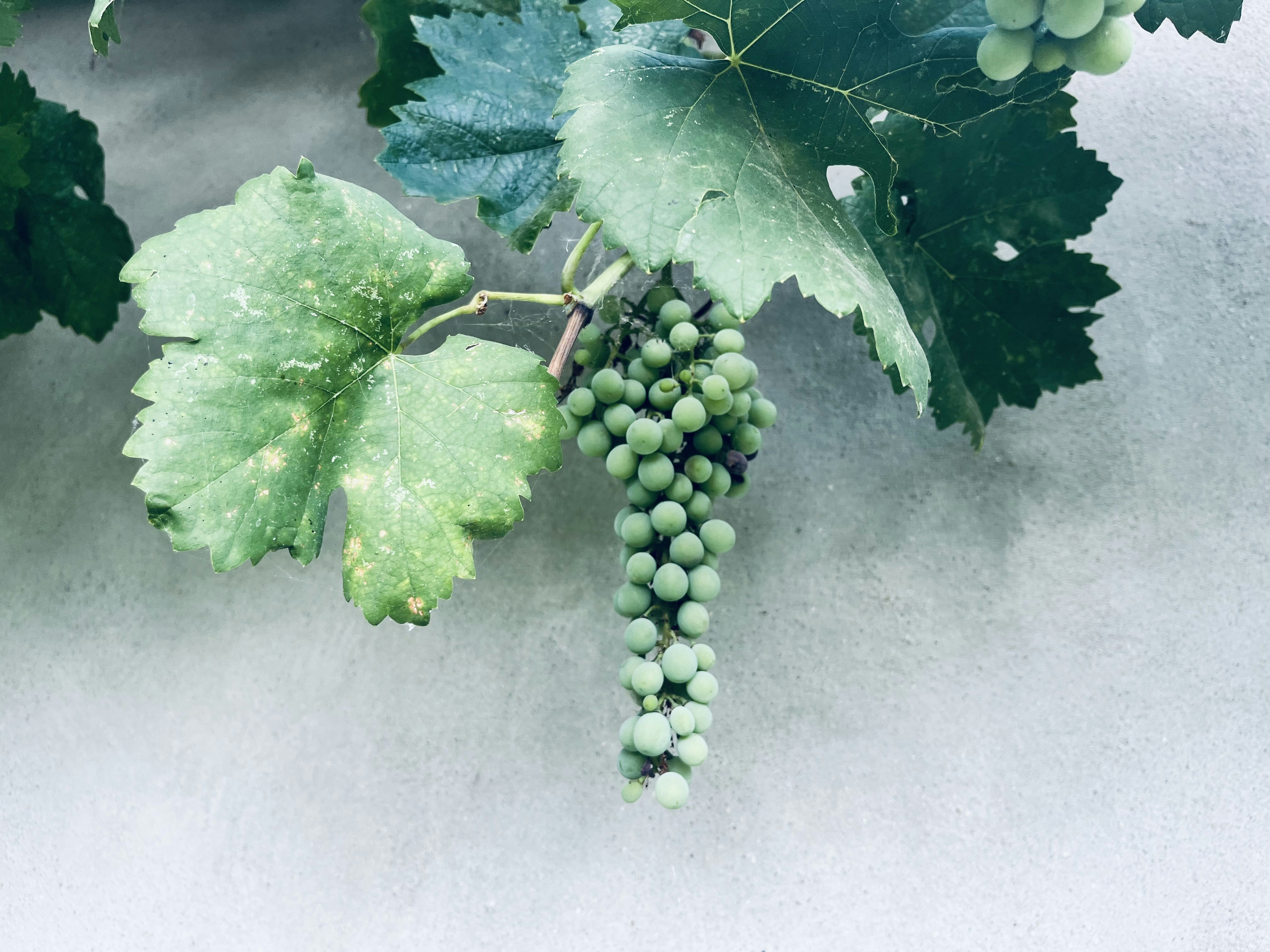 Verdant Pendant: Grapes Draped Over a Pale Concrete Backdrop