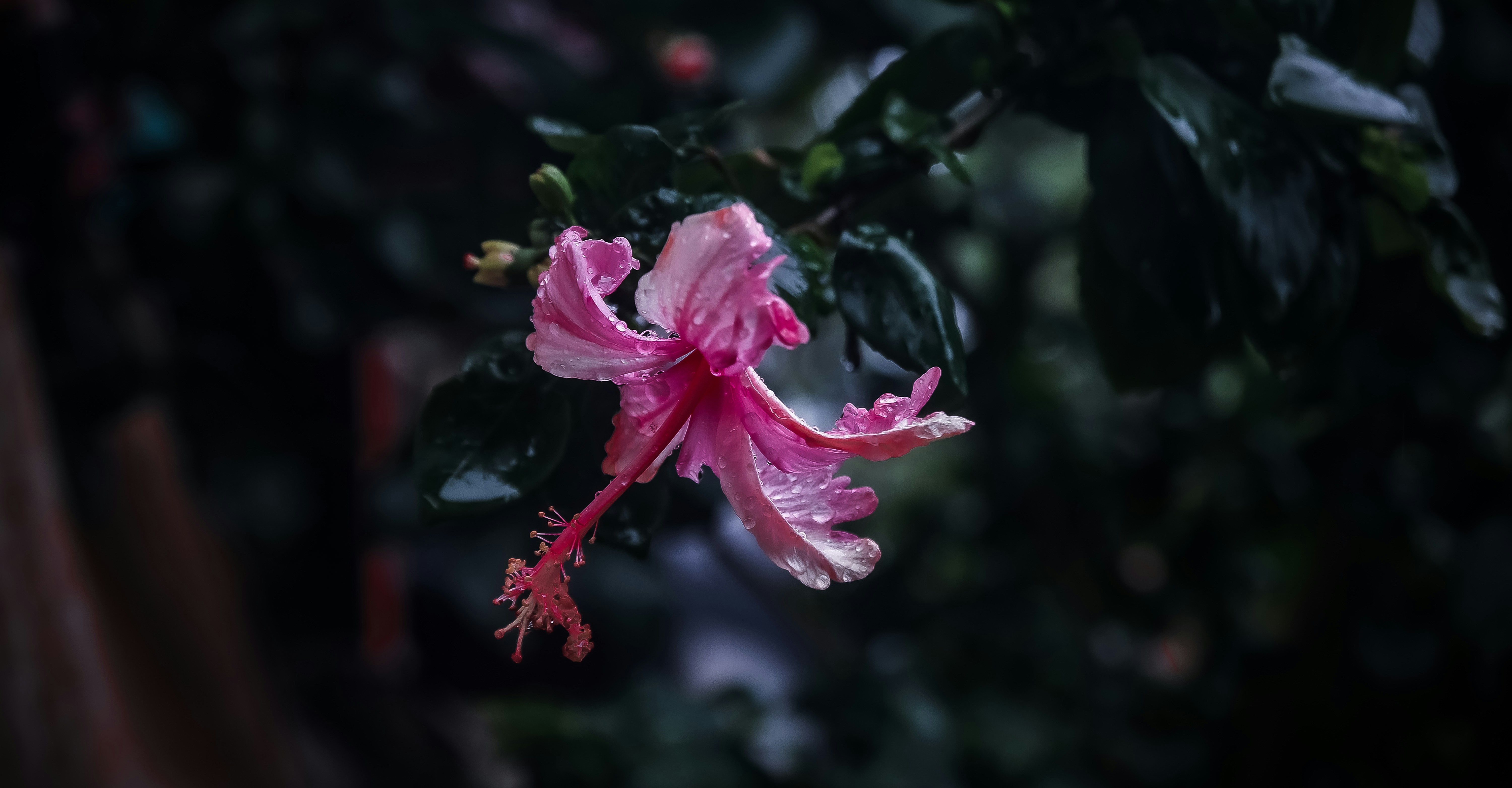 Pink Hibiscus in a Quiet Garden Crescent