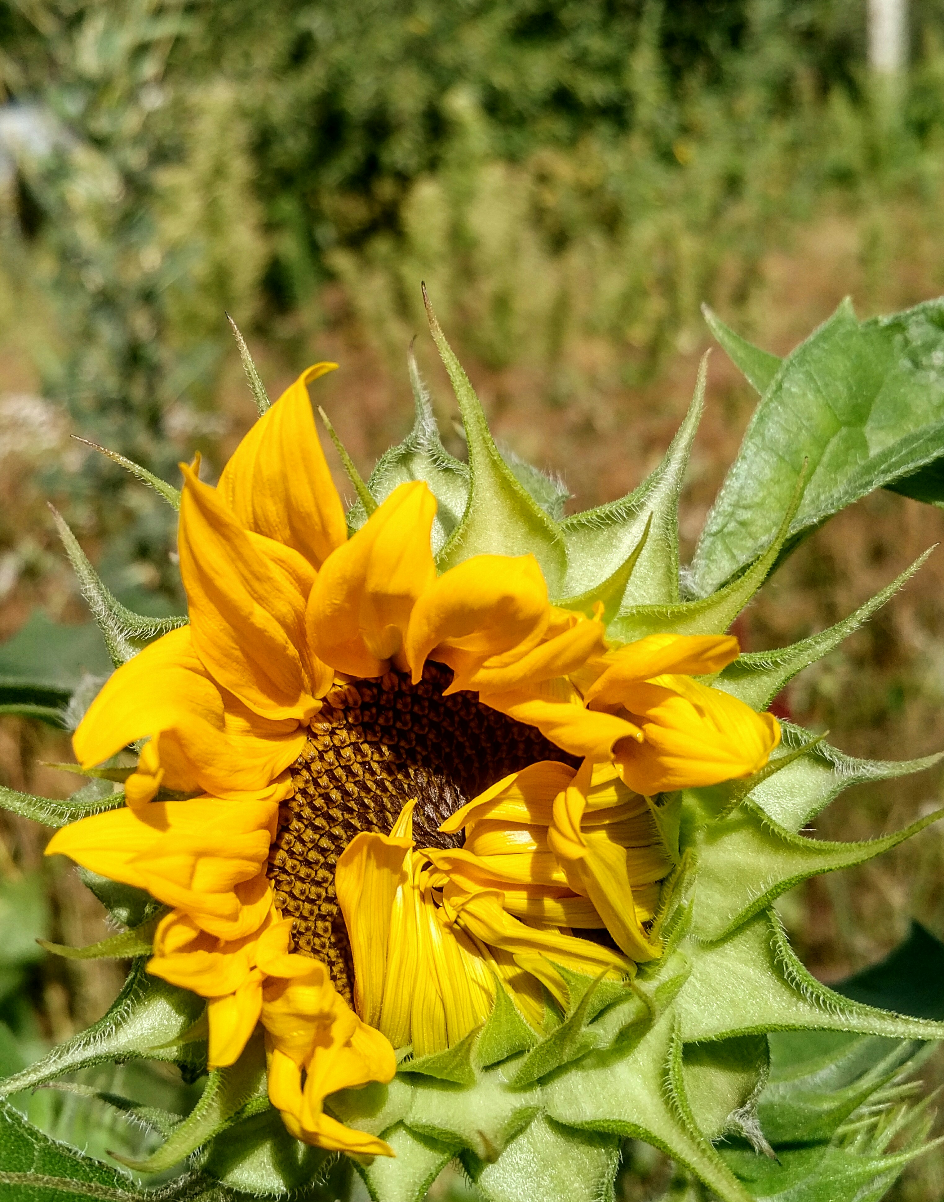 Close-up of a sunflower in its early bloom, showcasing vibrant yellow petals and intricate seed patterns at the center.