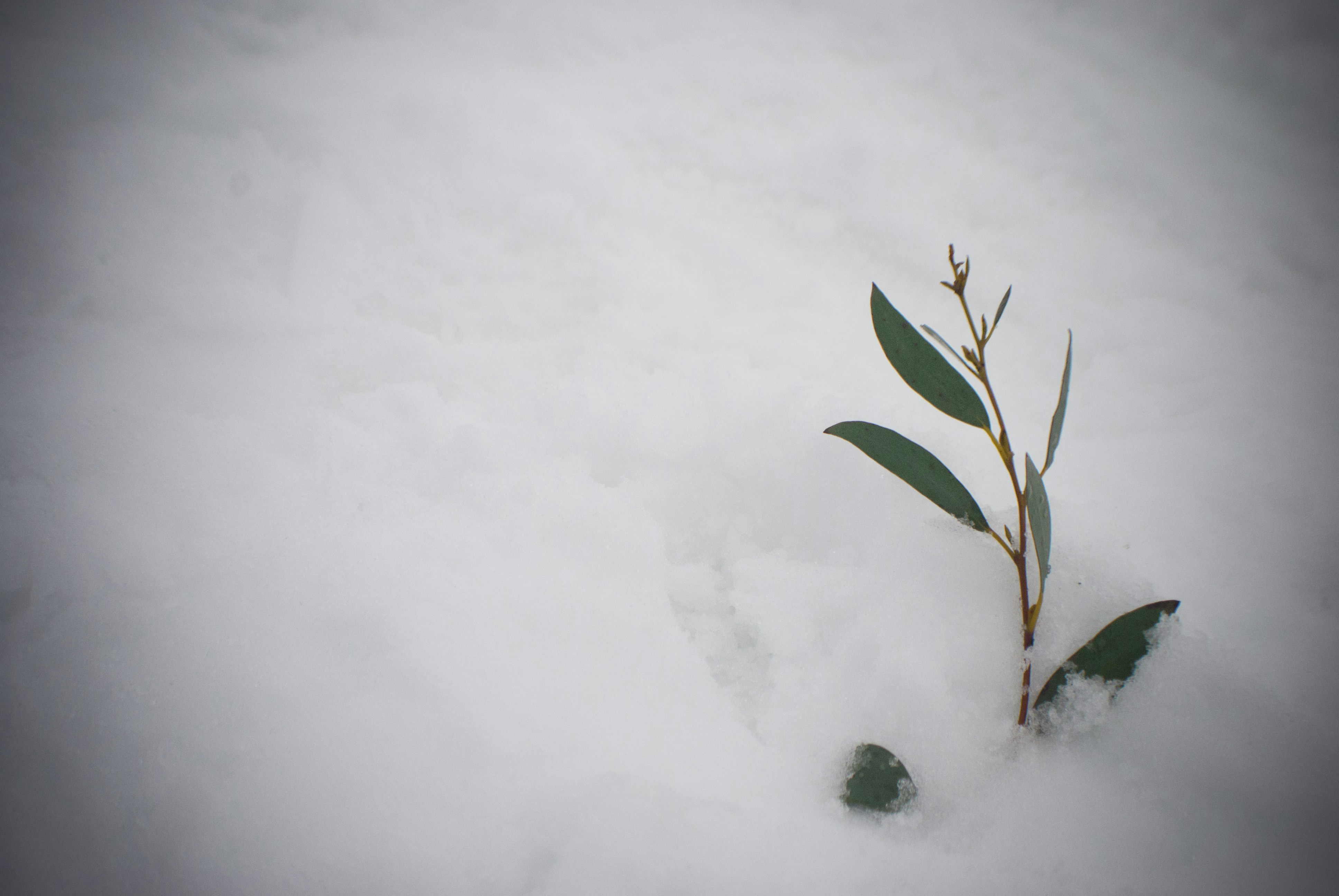 a plant growing in the snow