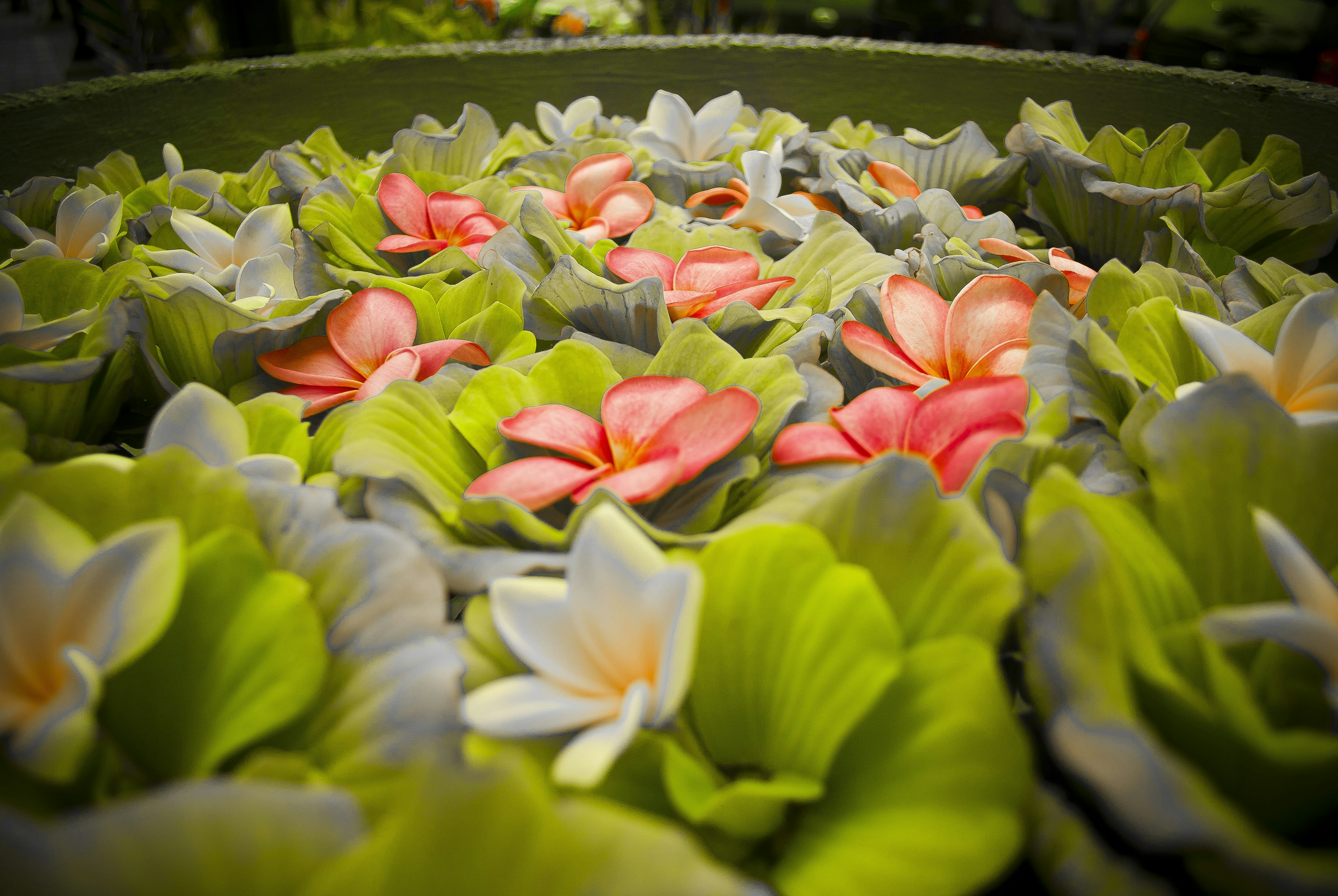 Coral Plumeria in a Sea of Emerald Leaves