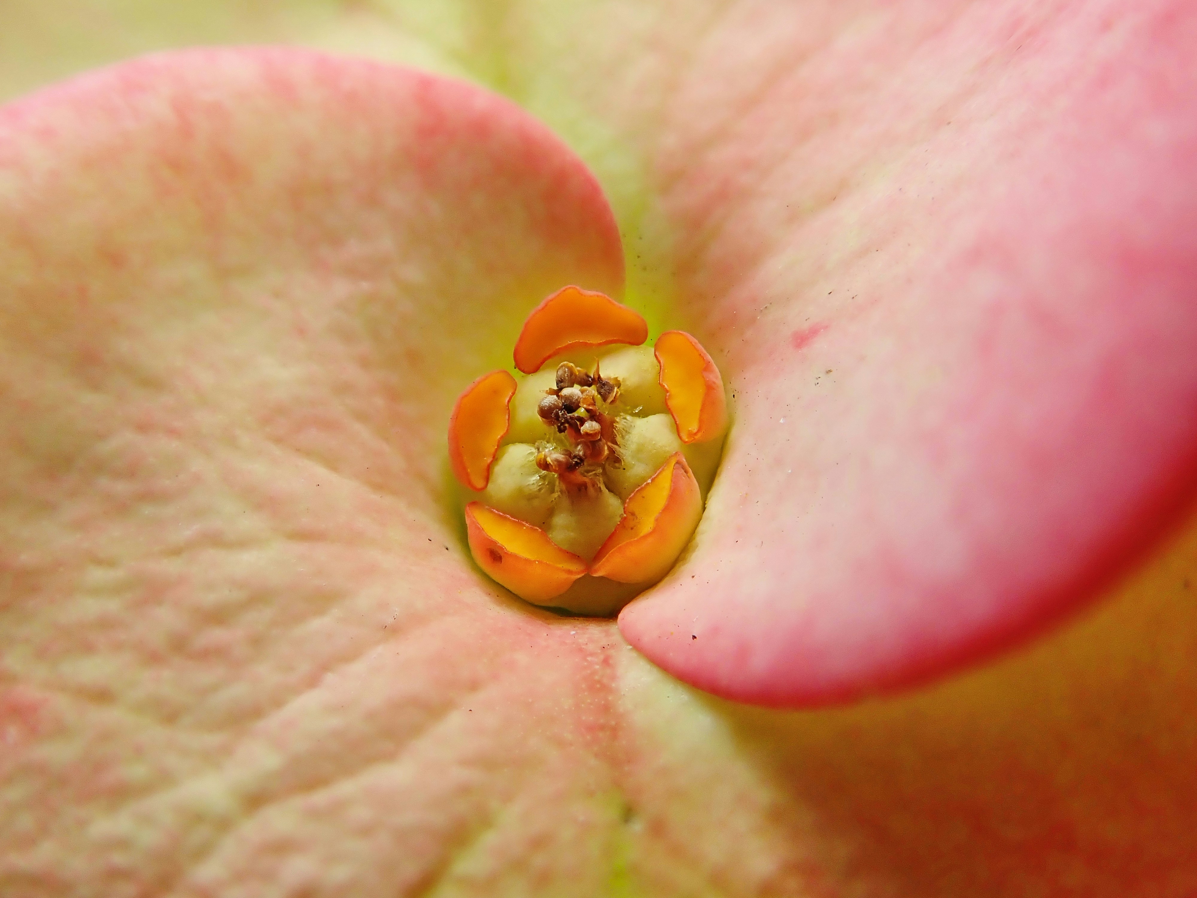 a bee on a flower