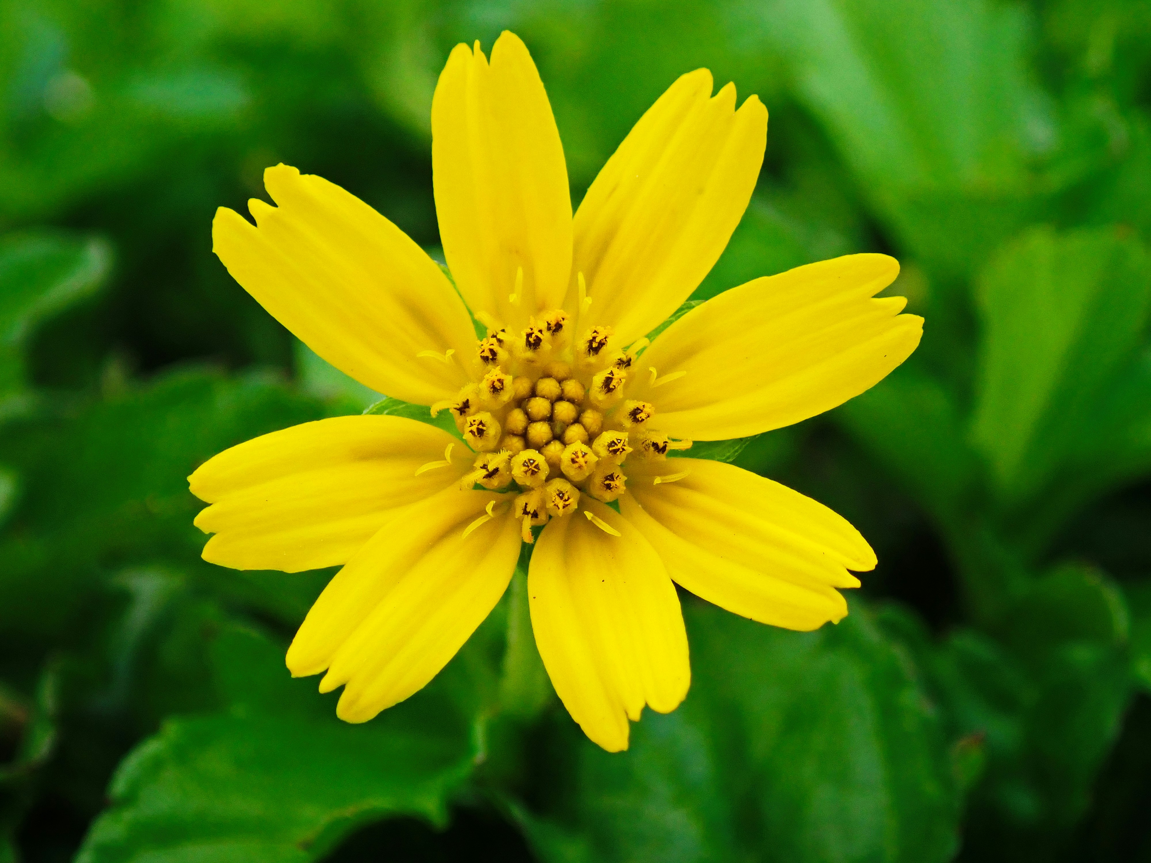 Golden Radiance: Close-Up of a Sunlit Daisy Amid Emerald Foliage