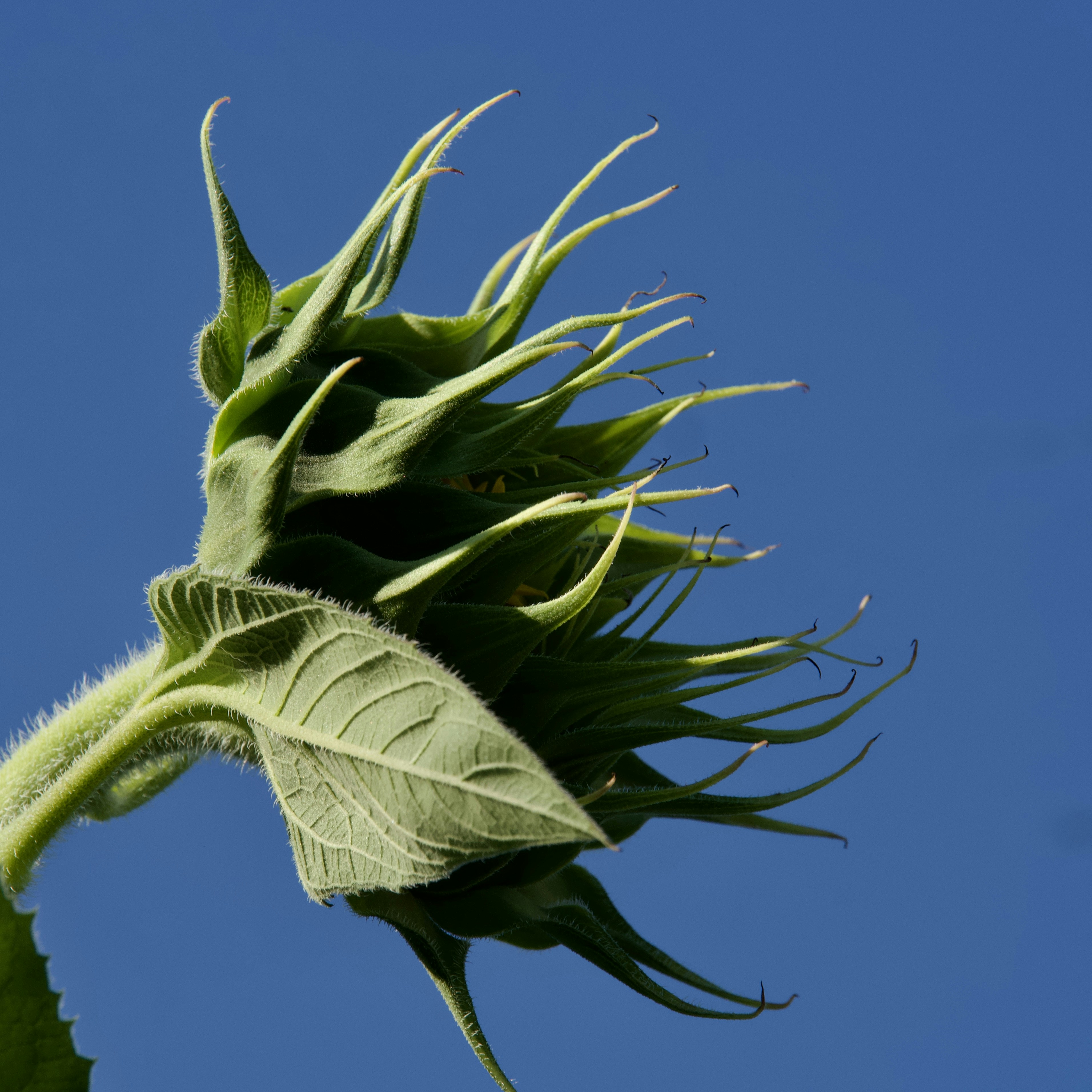 Macro photograph of a sunflower bud with spiky green sepals against a deep blue sky, highlighting texture and leaf veining.
