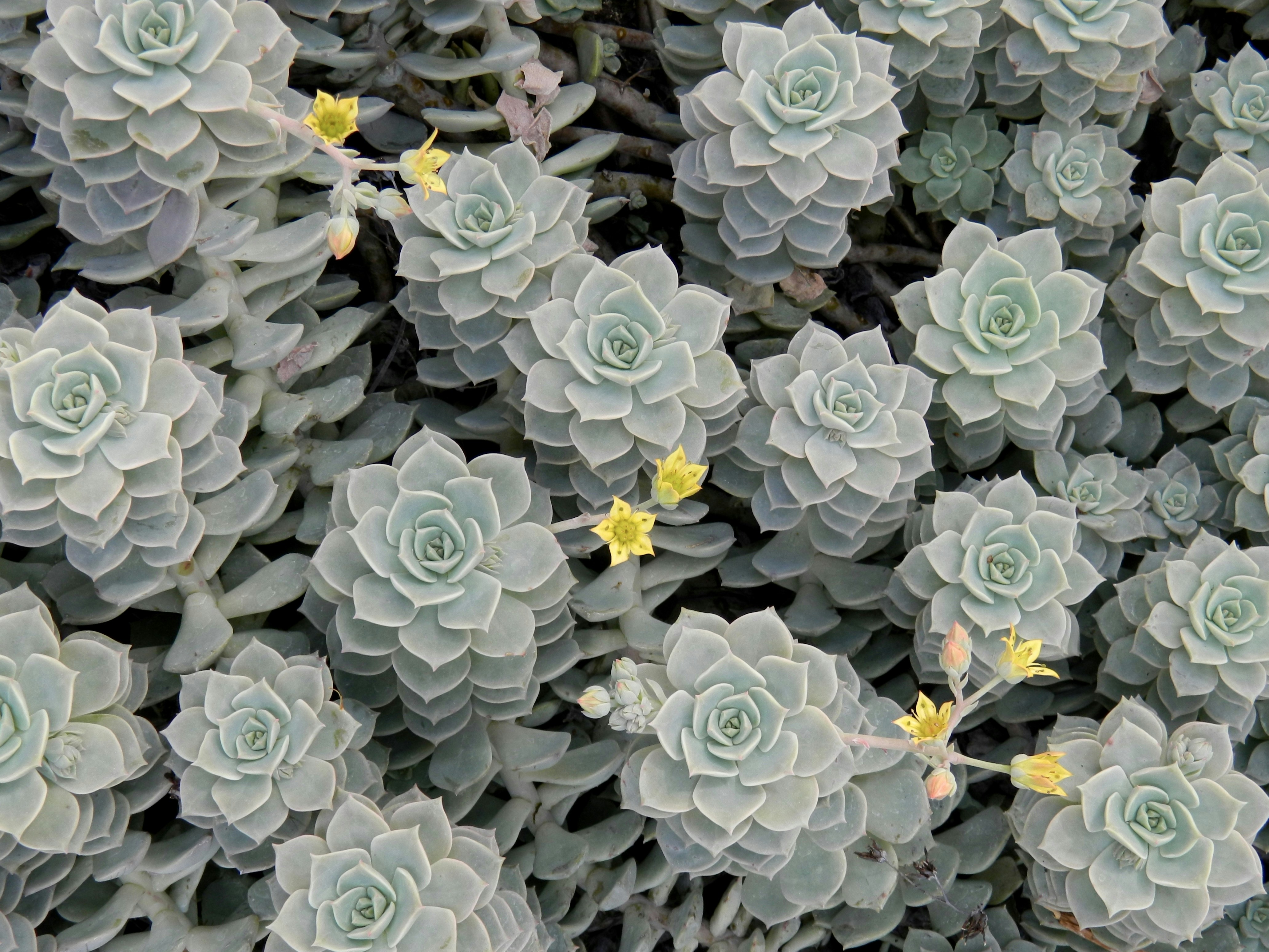 Green succulents arranged in a pattern with small yellow flowers interspersed.