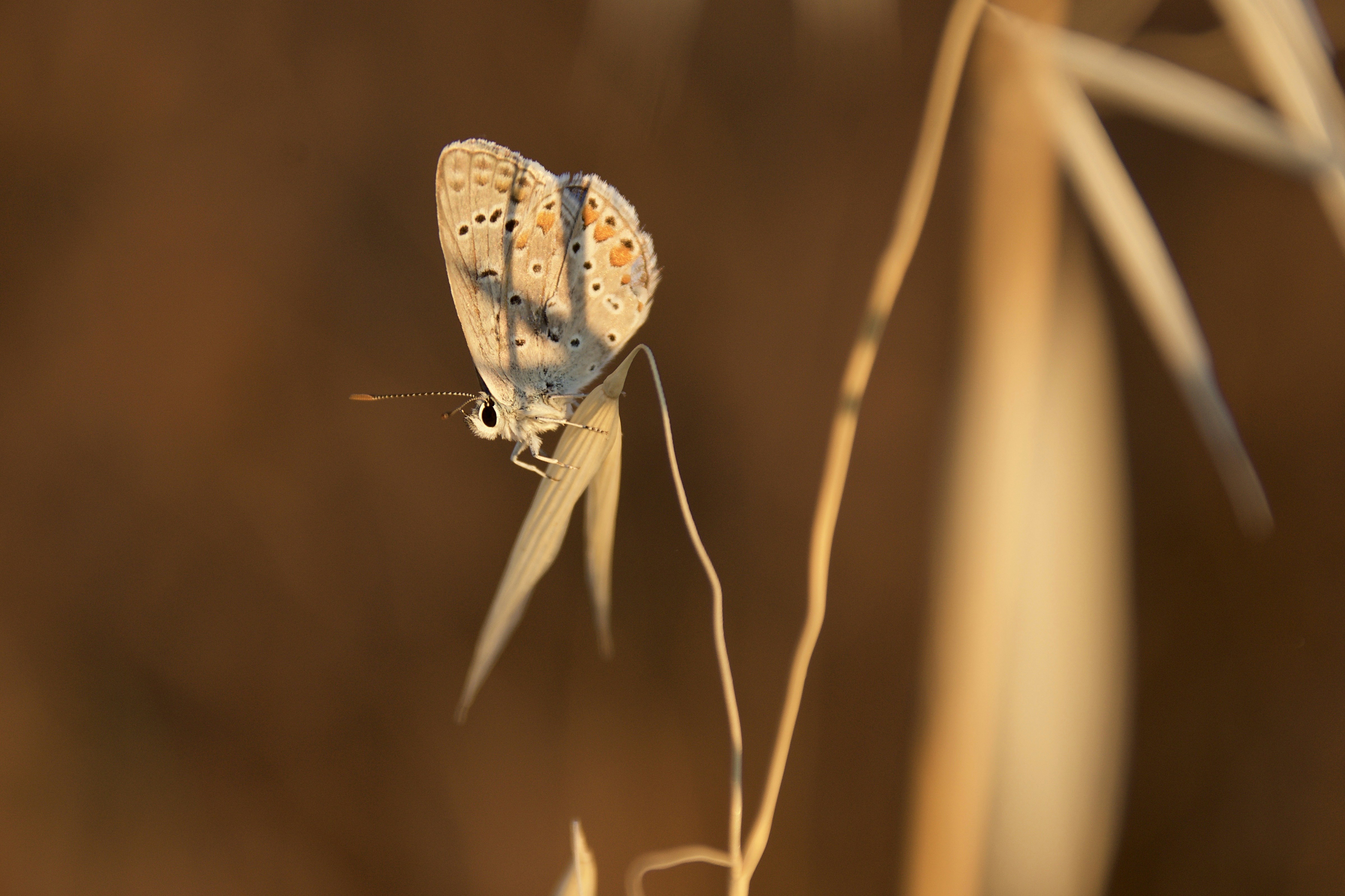 Amber-winged Butterfly Balancing on a Reed