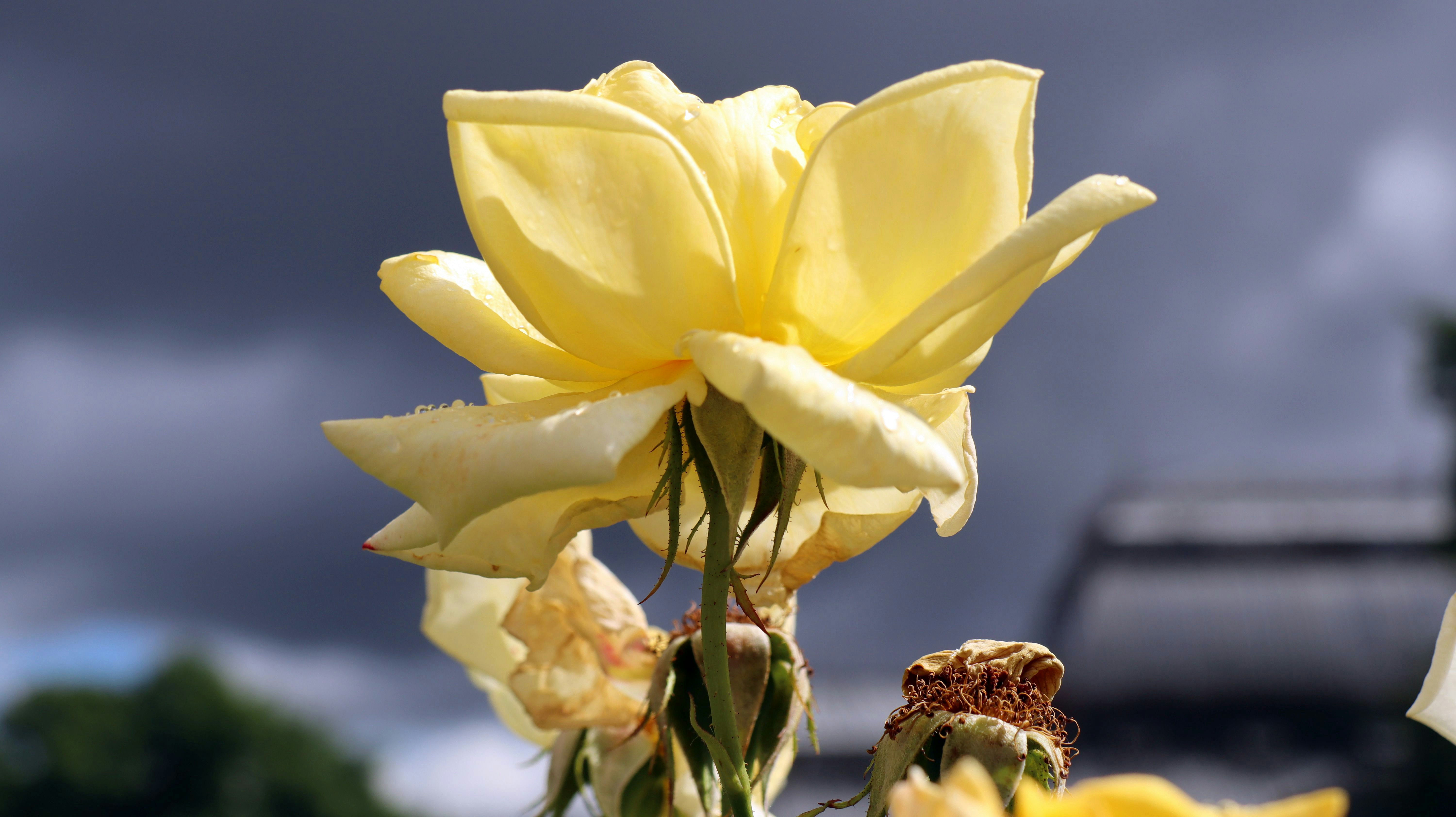 Sunlit Yellow Rose Braving a Stormy Sky