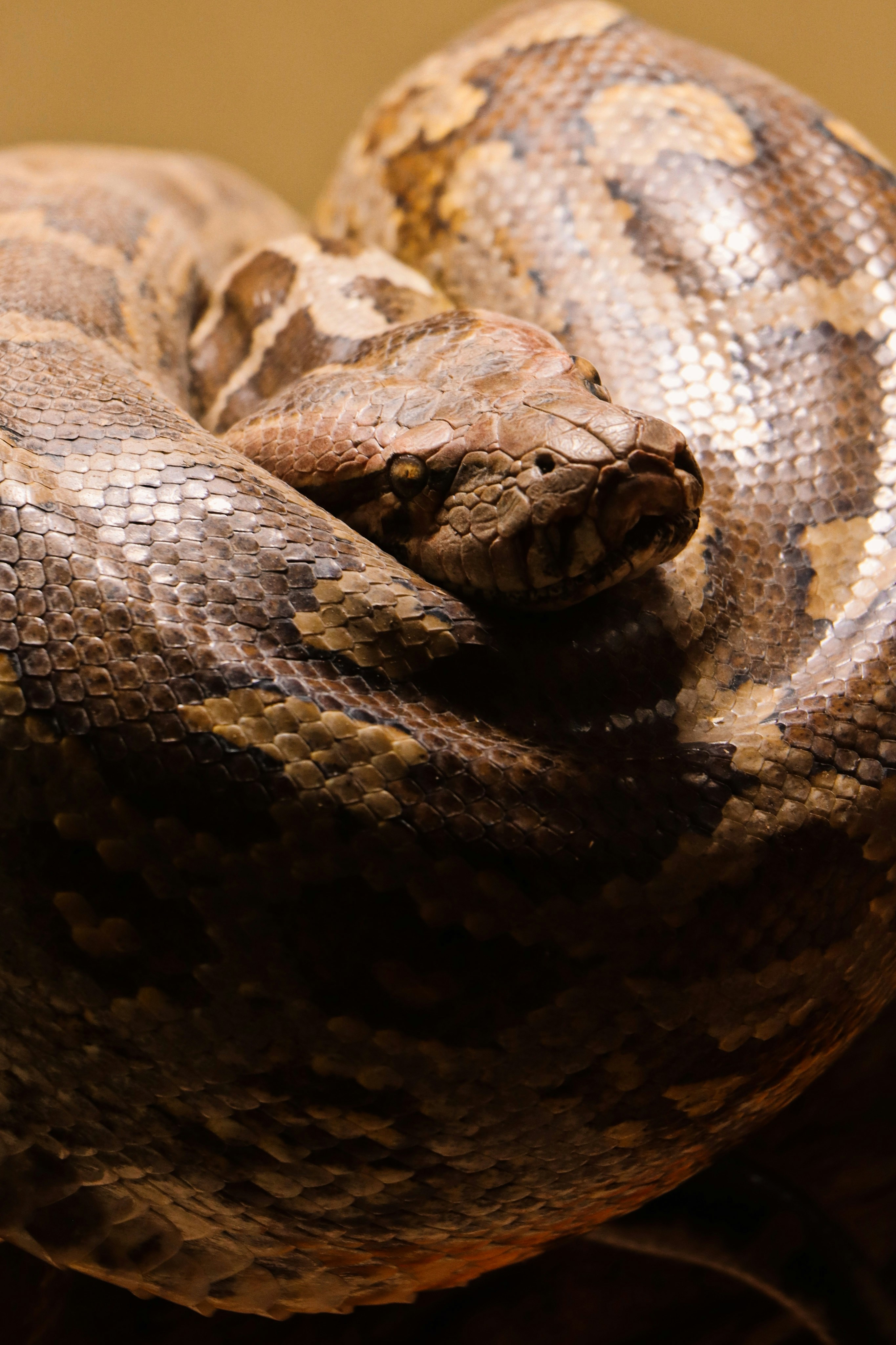 Foto zum Thema Eine Schlange zusammengerollt – Kostenloses Bild zu ...