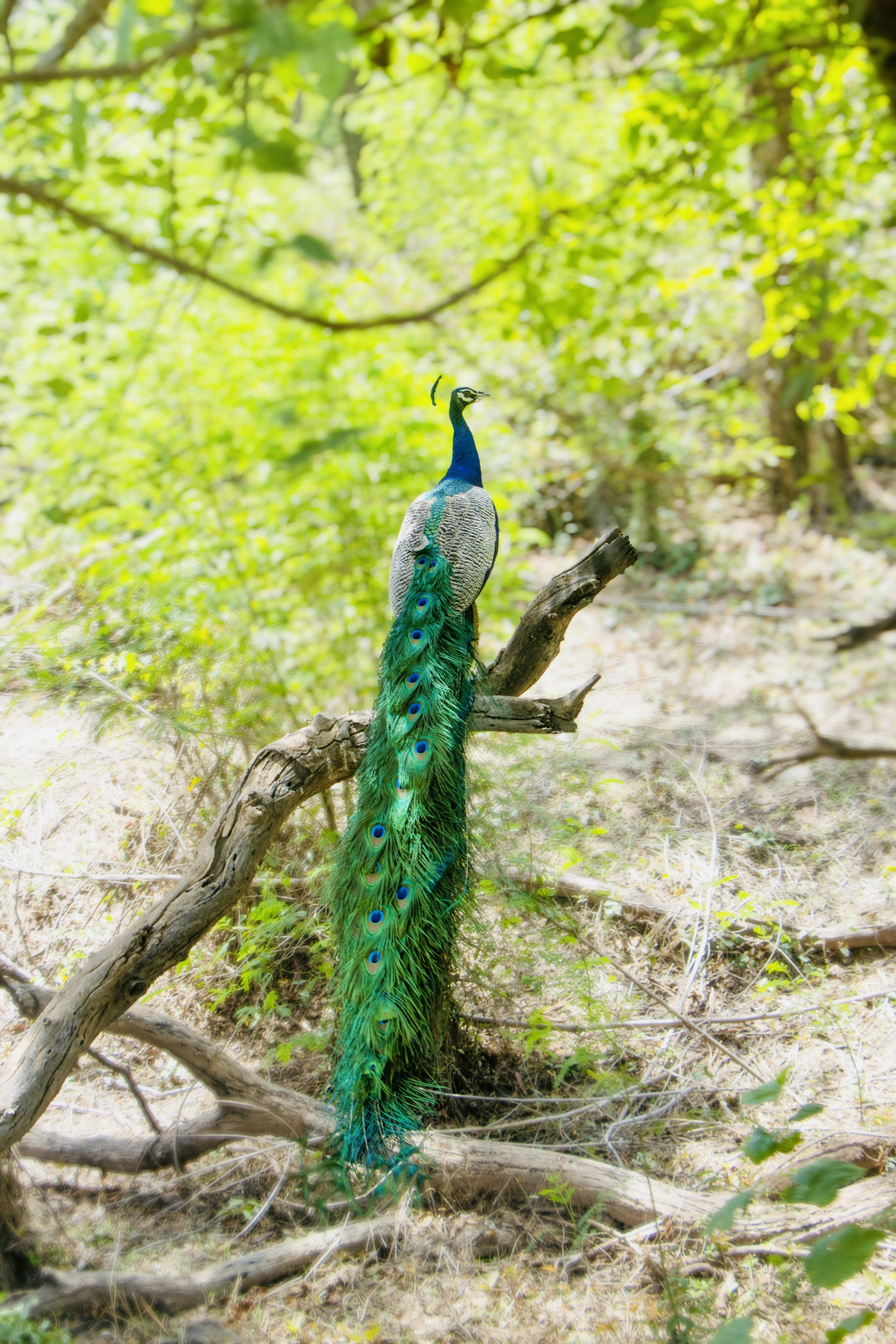 Emerald Crown Perched in Dappled Light