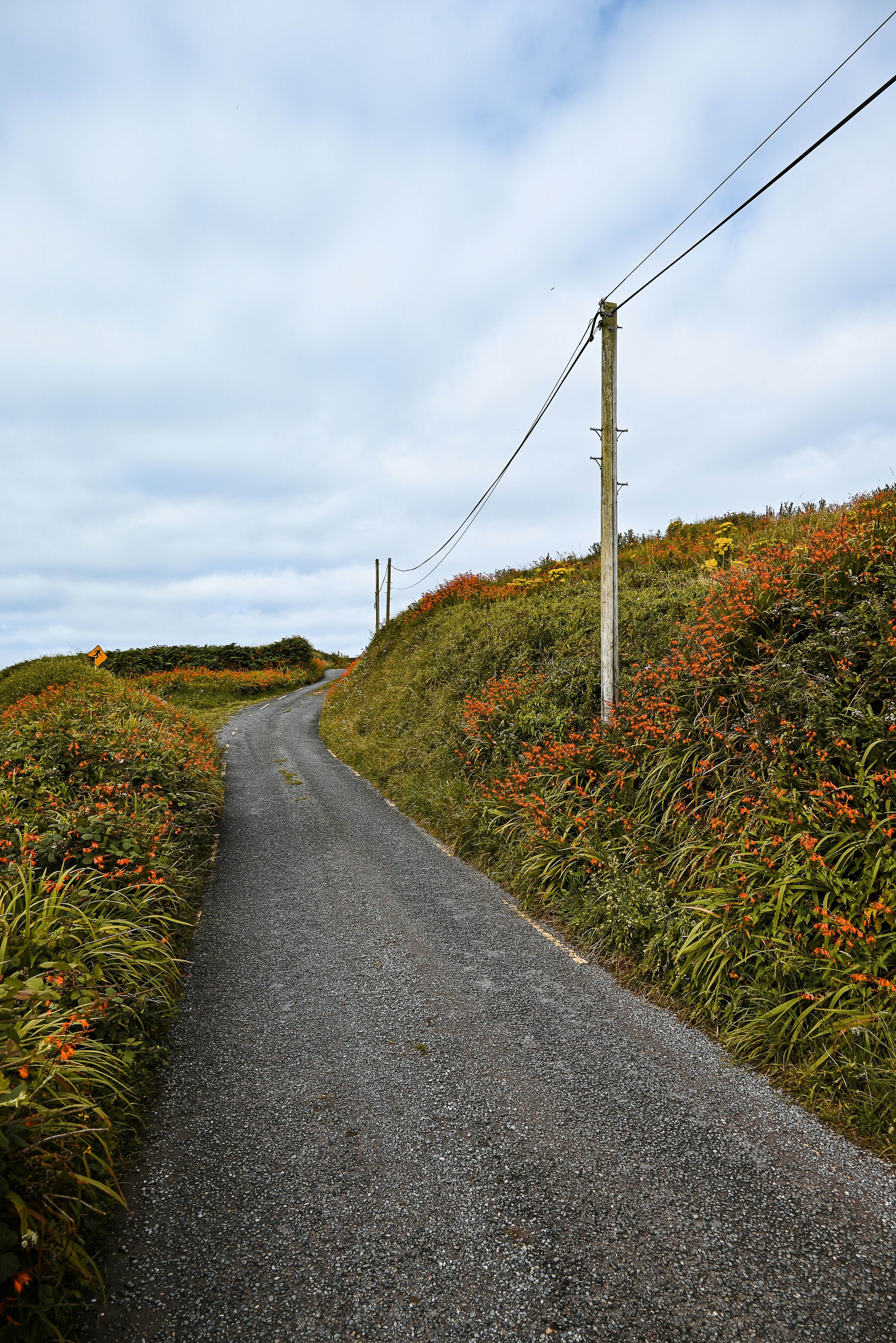 a road with plants on the side
