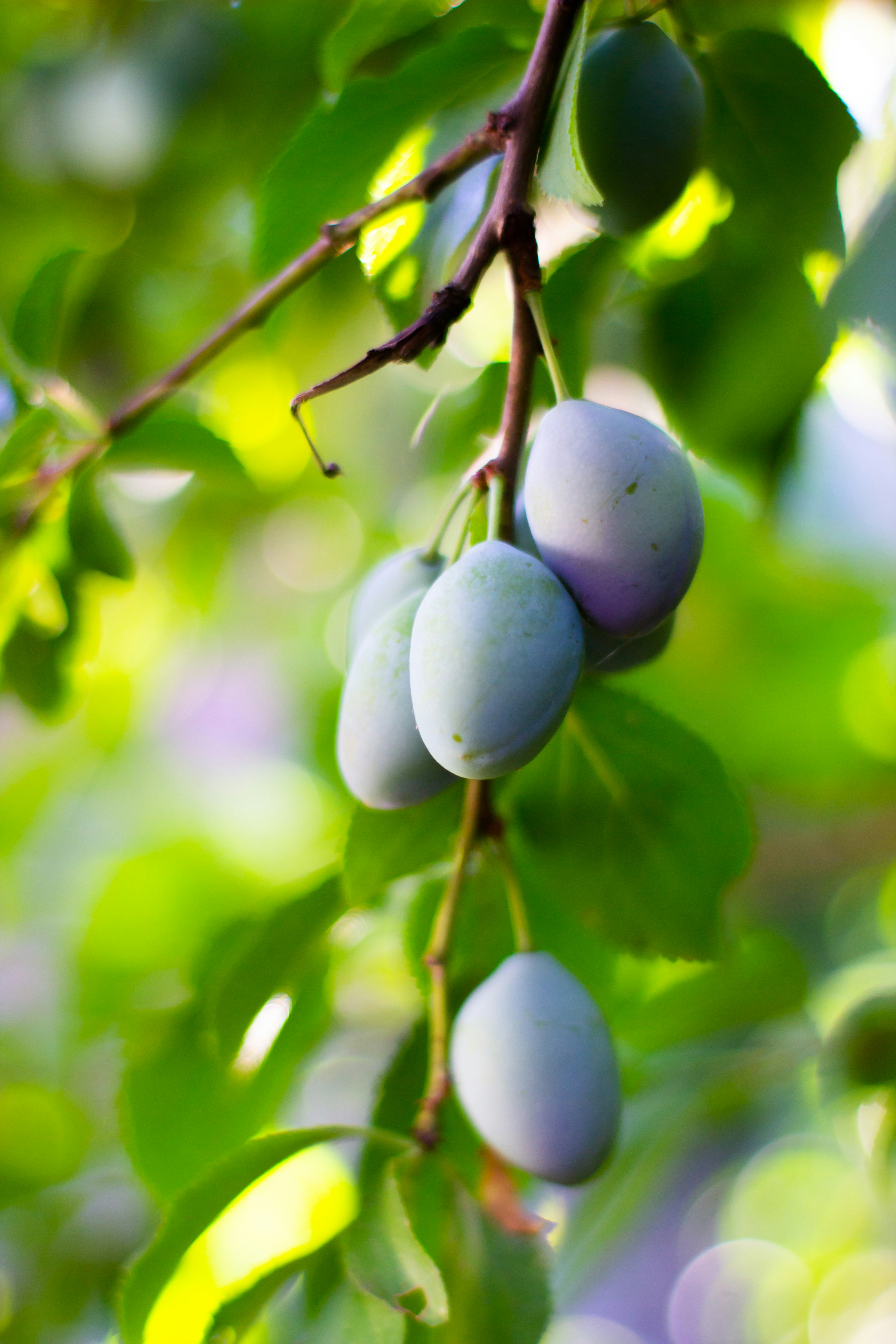 Cluster of ripe plums hanging from a branch, surrounded by vibrant green leaves. The soft focus creates a dreamy atmosphere.