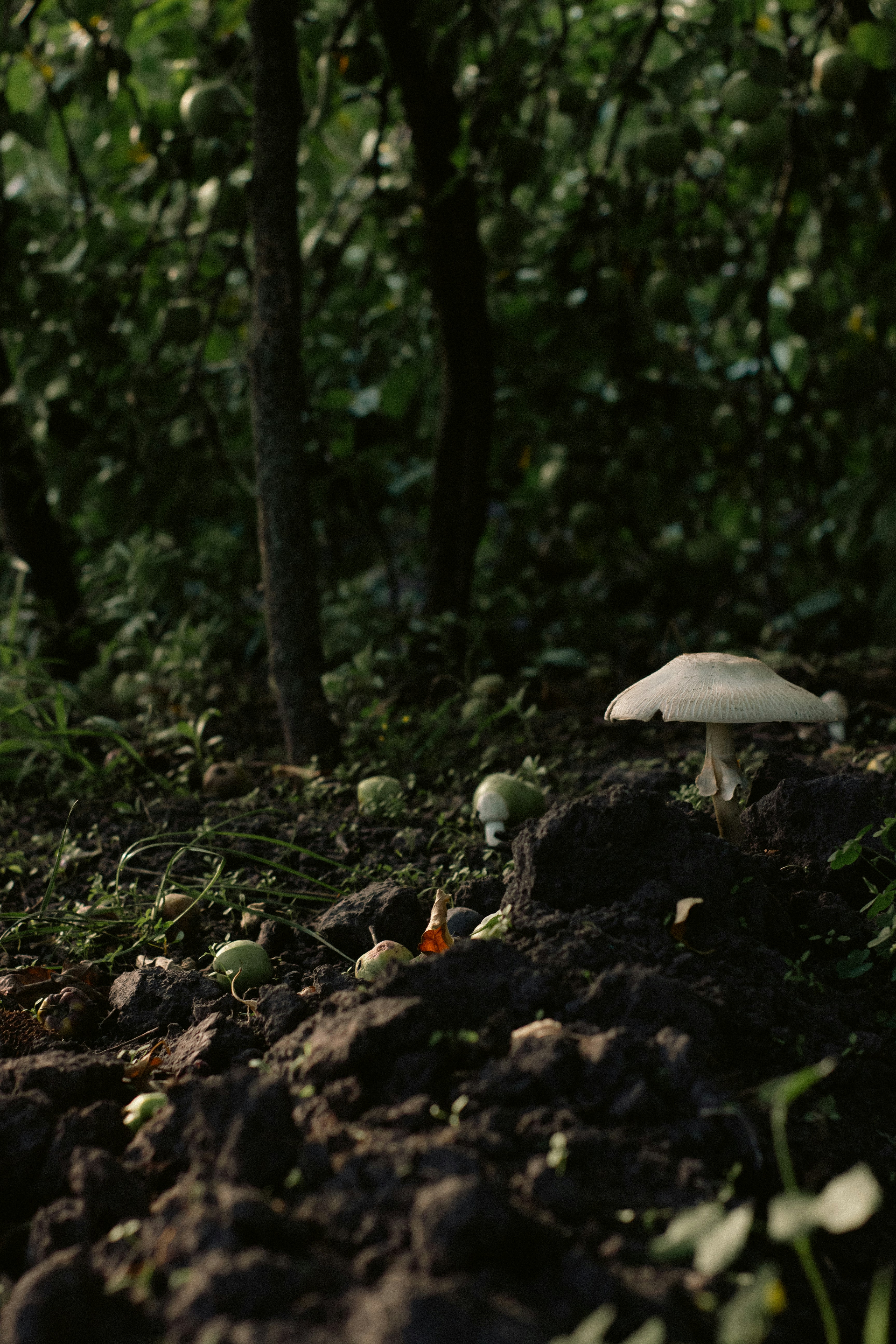 mushrooms growing in the woods