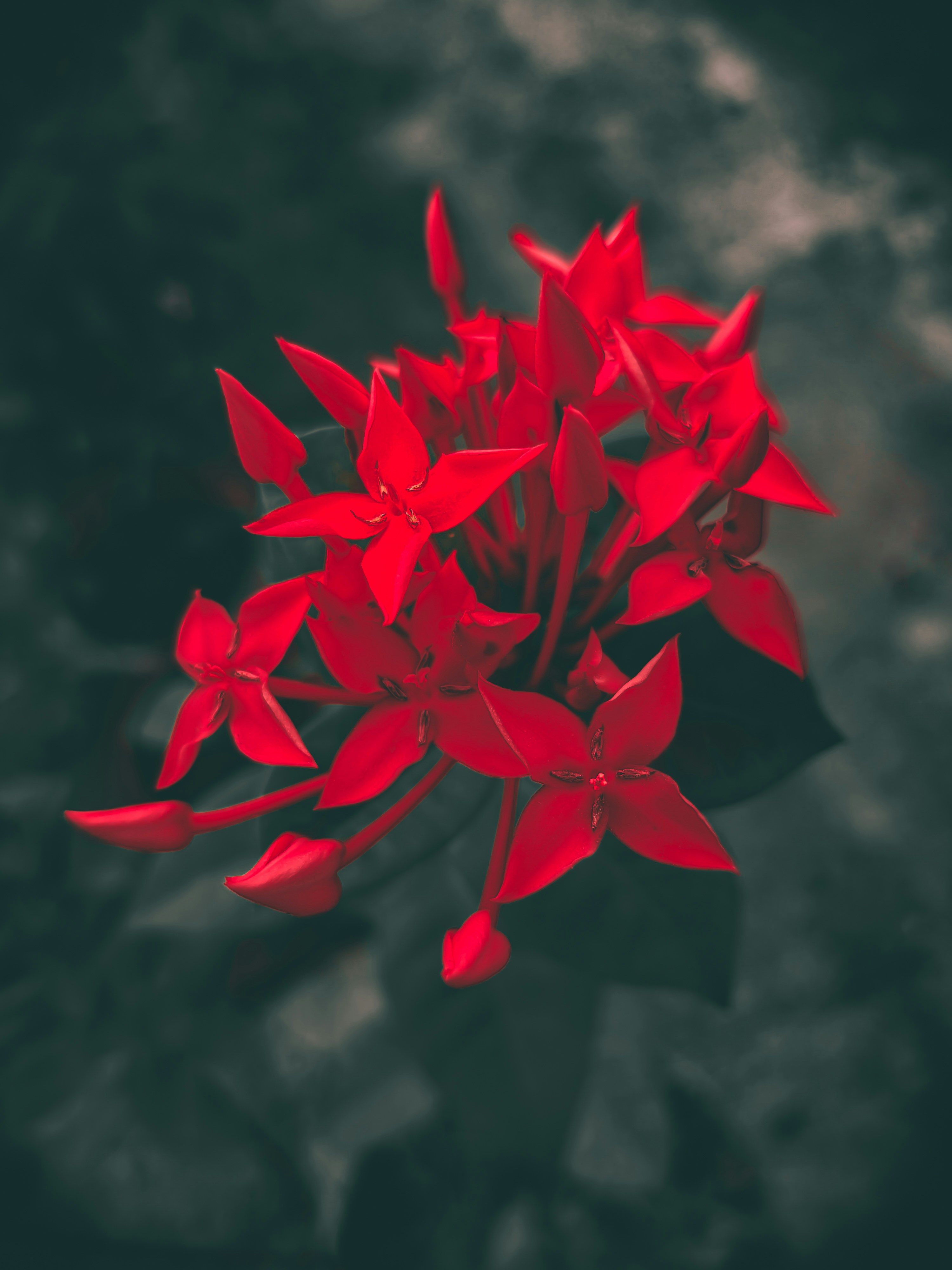 Vibrant red flowers burst forth from dark foliage, creating a striking contrast that highlights their intricate shapes and textures.